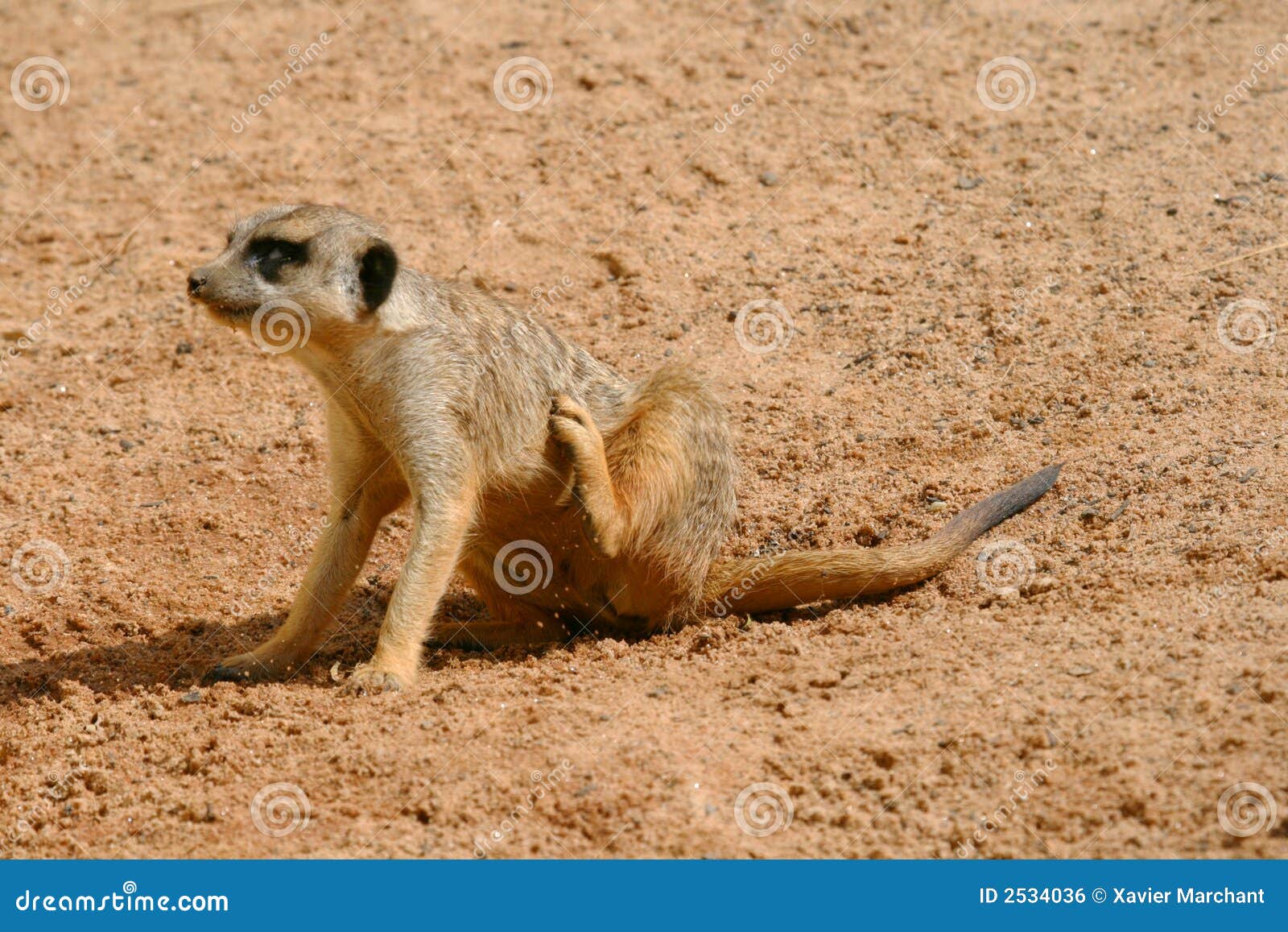 Young meerkat scratching stock photo. Image of animal - 2534036