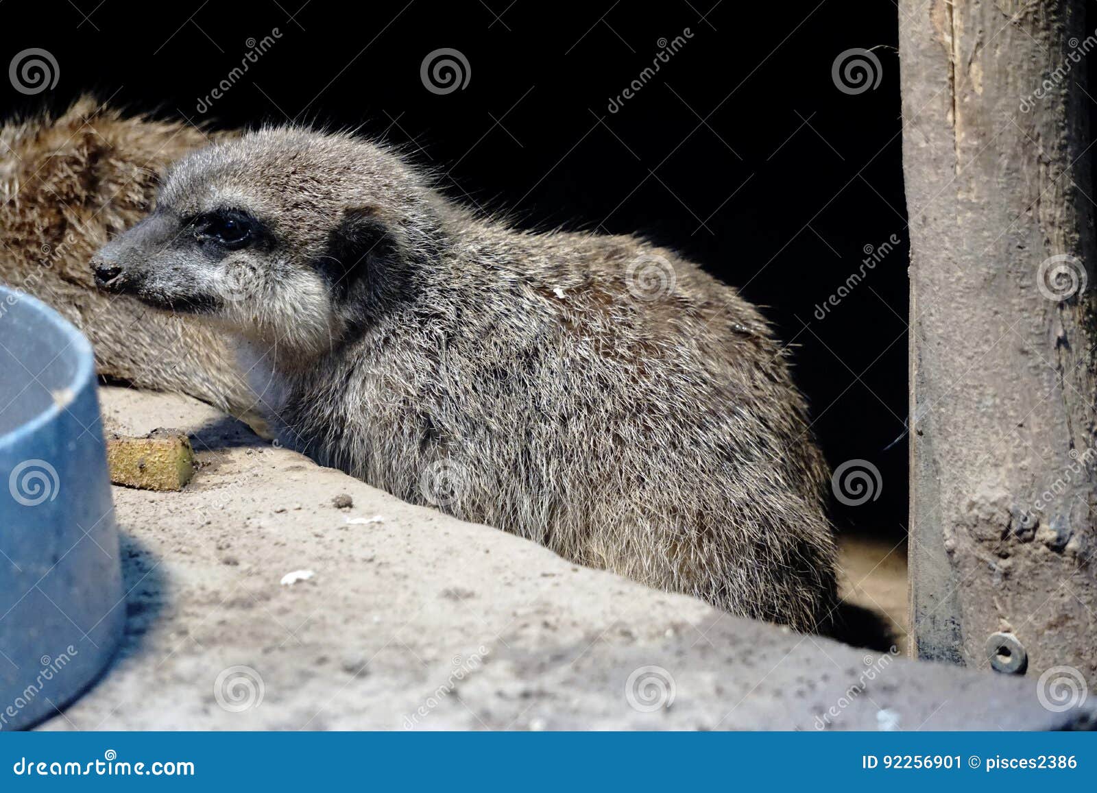 Young Meerkat sitting stock image. Image of safari, animal - 92256901