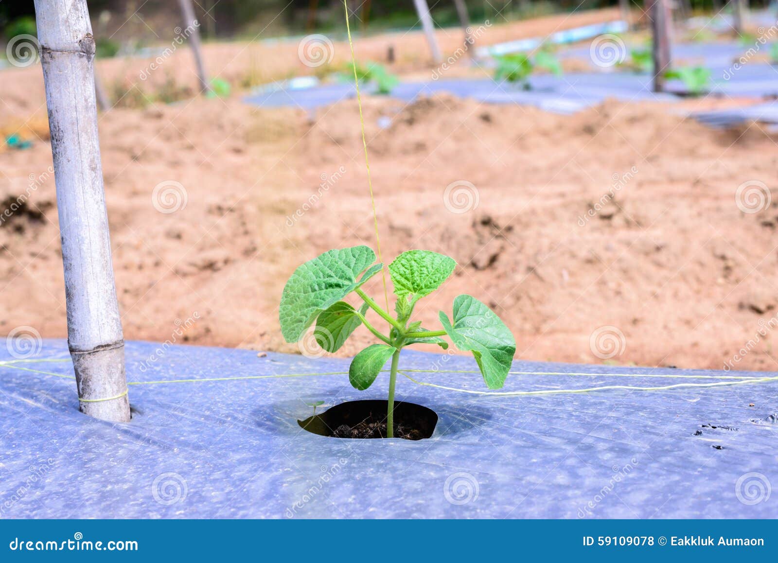 Young Melon Plantation Mulching with Plastic Film Stock Photo - Image ...