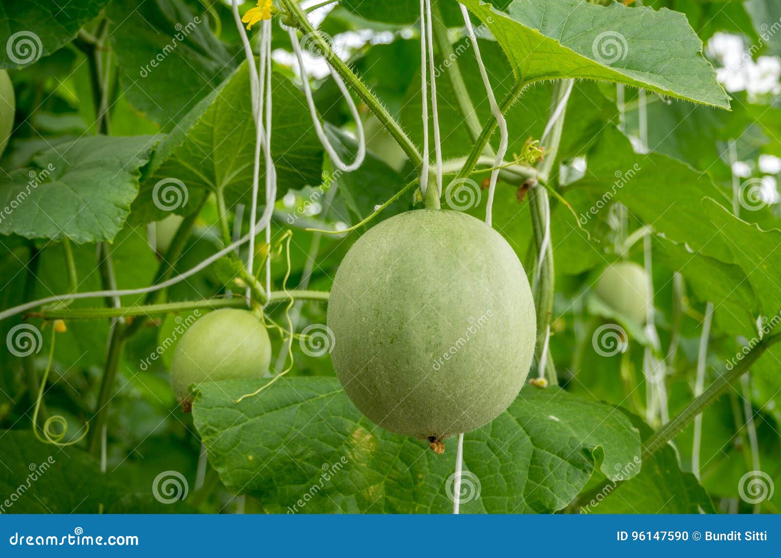 Young Melons Growing in Greenhouse Stock Photo - Image of meadow, fruit ...