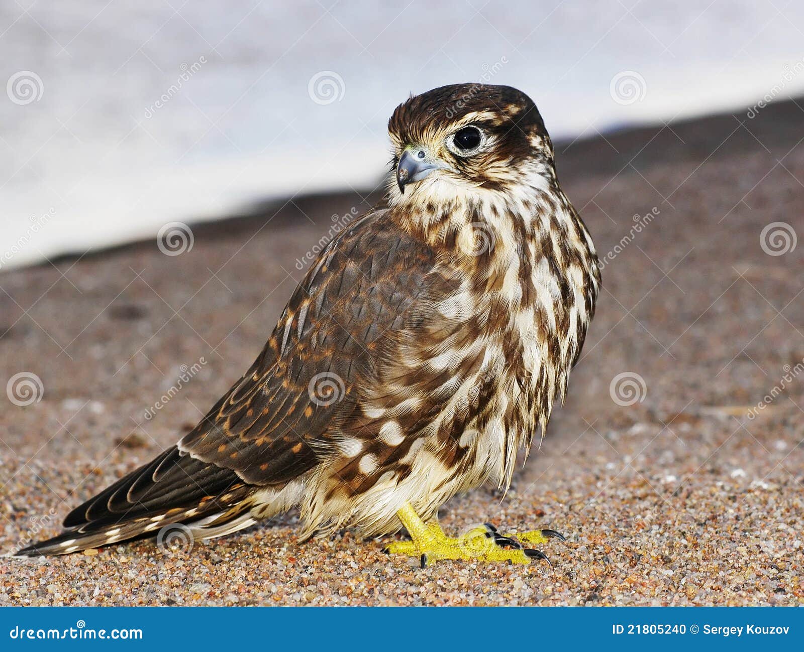 Young Merlin stock photo. Image of raptor, bird, merlin - 21805240