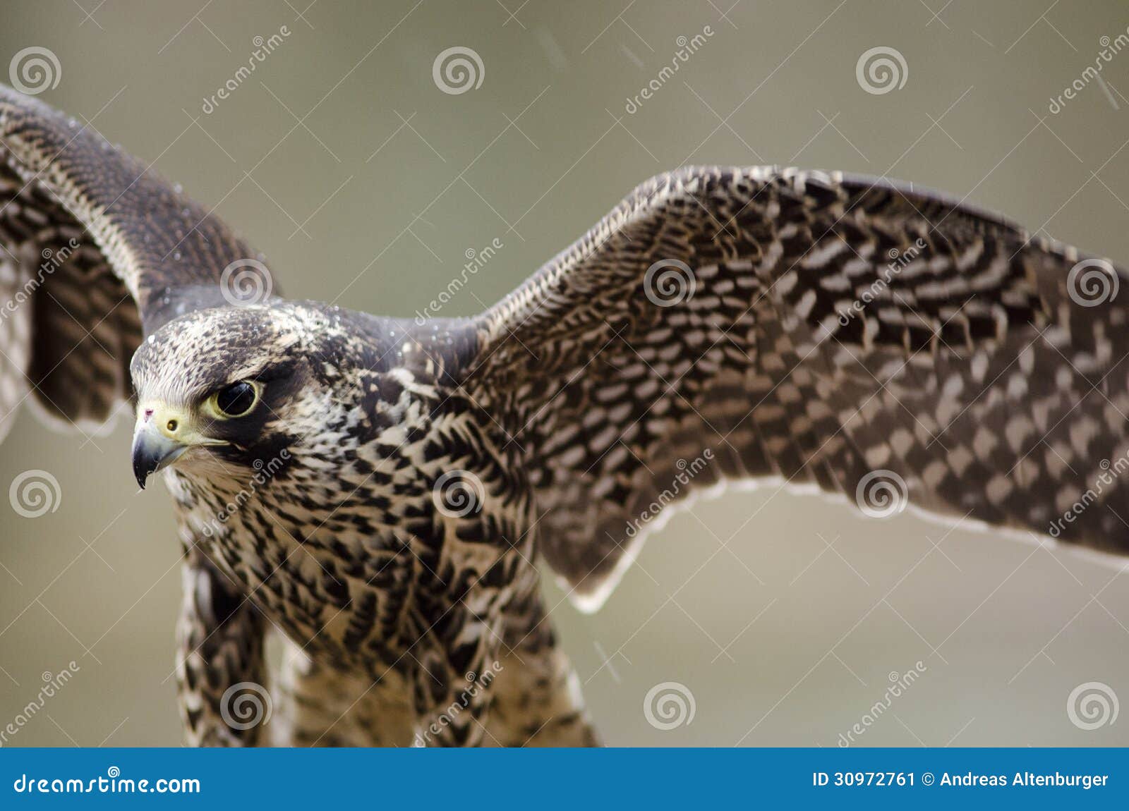 Young Merlin, Falco Columbarius Stock Image - Image of outdoors, animal ...
