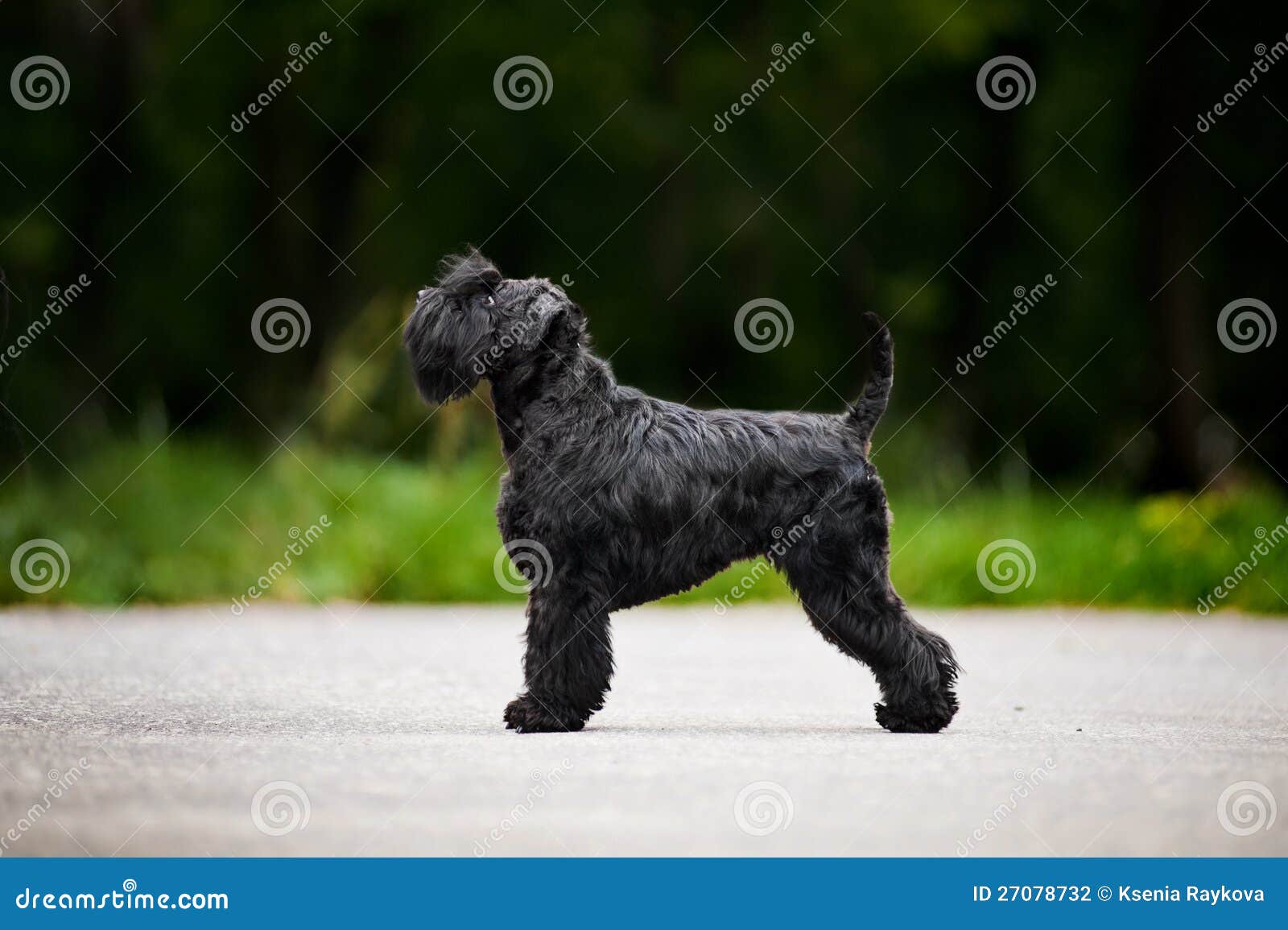 Young Miniature Schnauzer is Standing in Profile Stock Photo - Image of ...