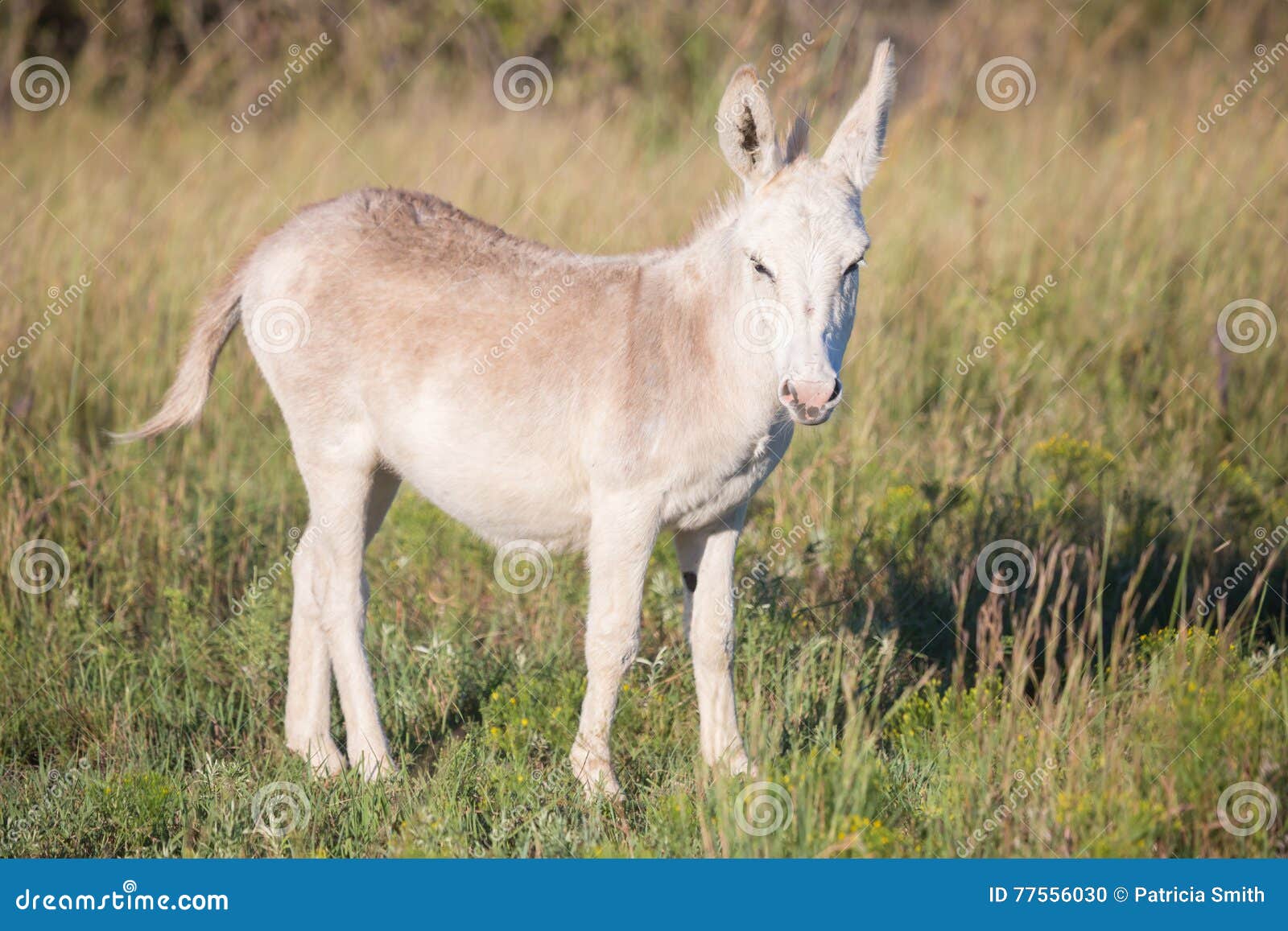 Young Miniature Spotted Donkey Stock Photo - Image of jennet, ranch ...