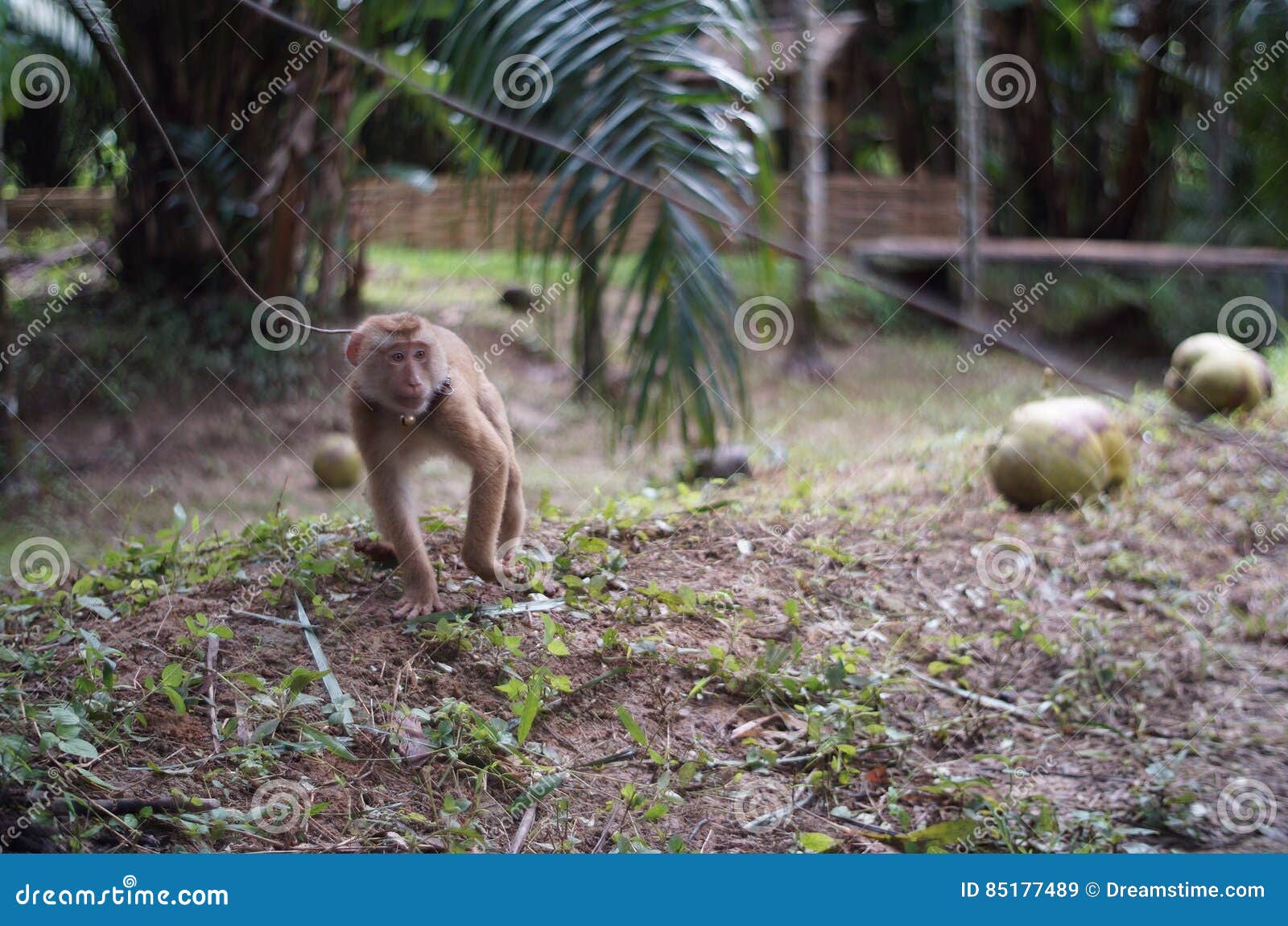 Young mischievous monkey stock image. Image of monkey - 85177489