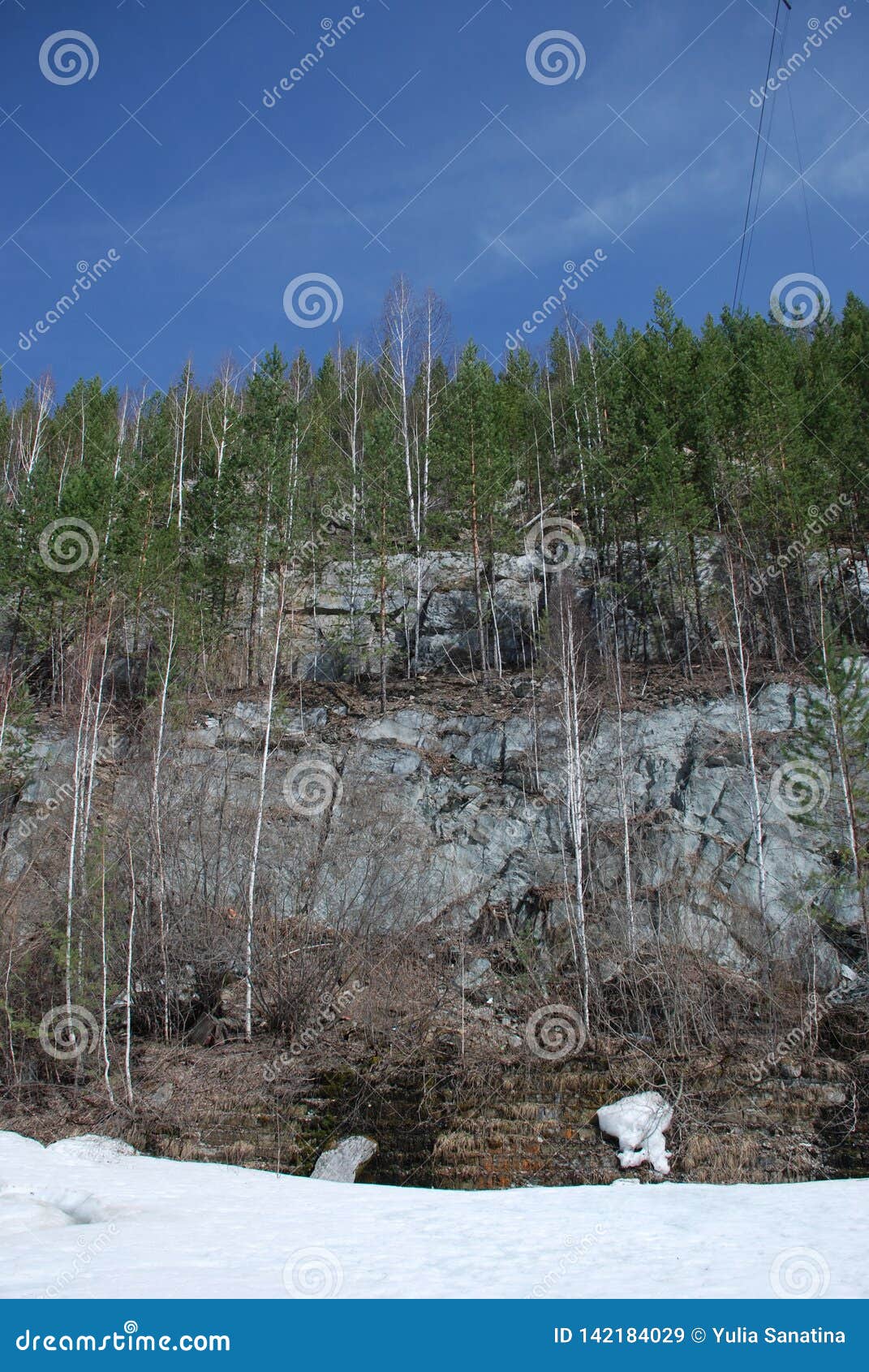 Young Mixed Forest with Evergreen Trees on the Side of the Rock ...