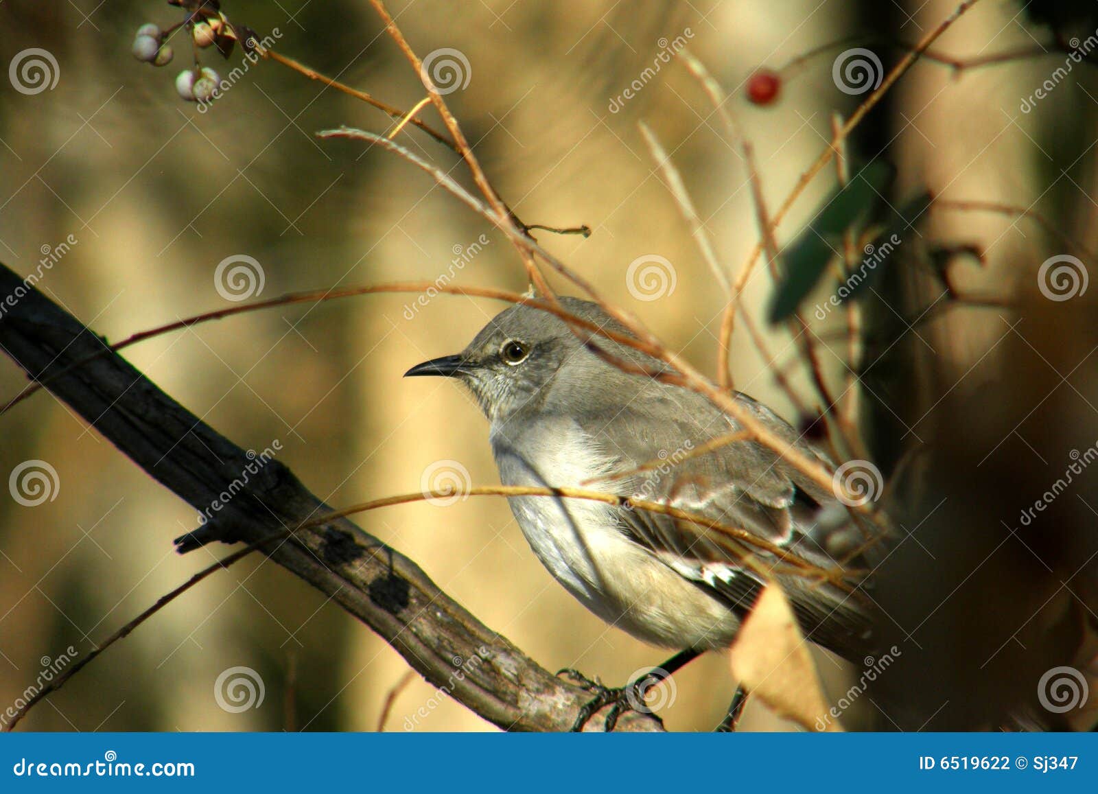 Young Mocking bird stock photo. Image of resting, wildlife - 6519622