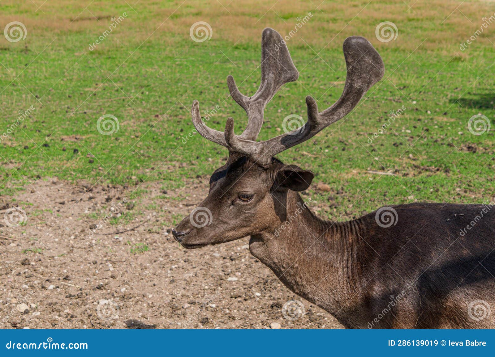 Young doe with horns stock image. Image of nature, animal - 286139019