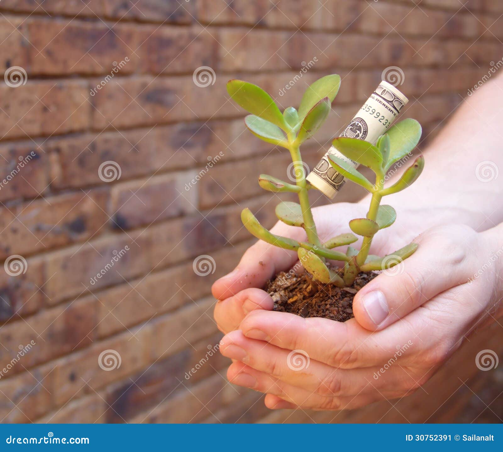 Young Money Tree in Hands with Money Leaf Stock Image - Image of leaves ...
