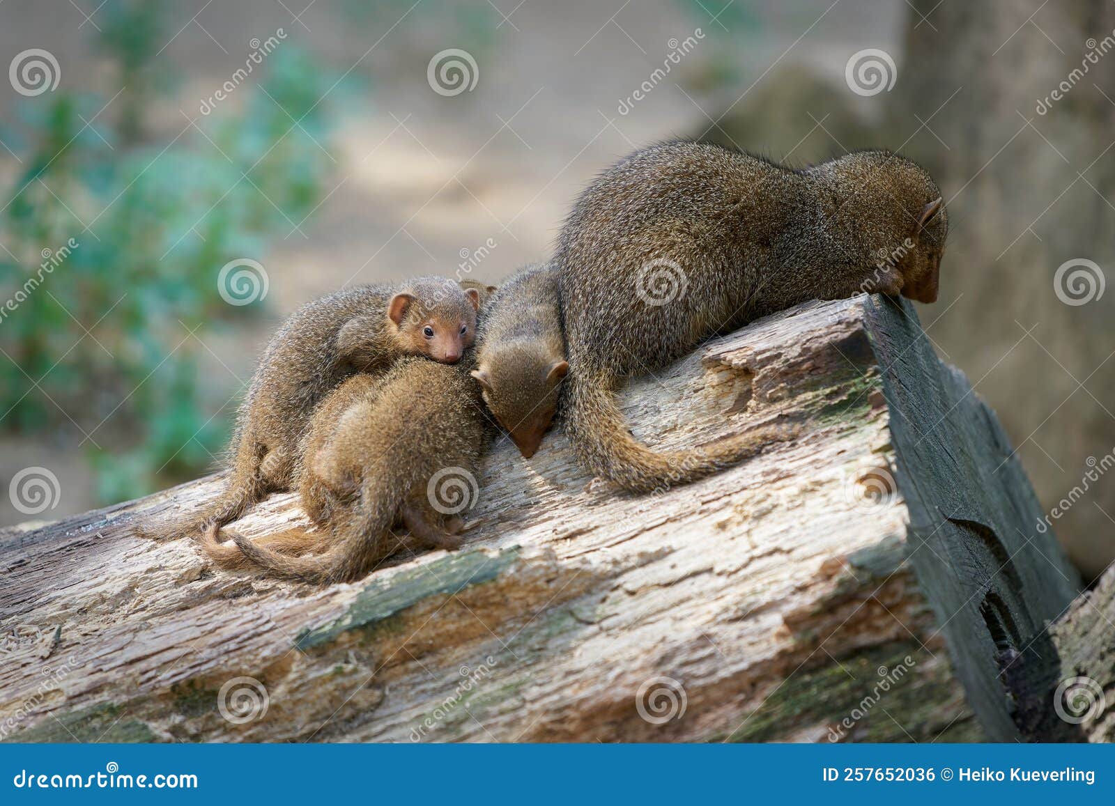 Young Mongoose, Helogale Parvula and the Mother Stock Photo - Image of ...