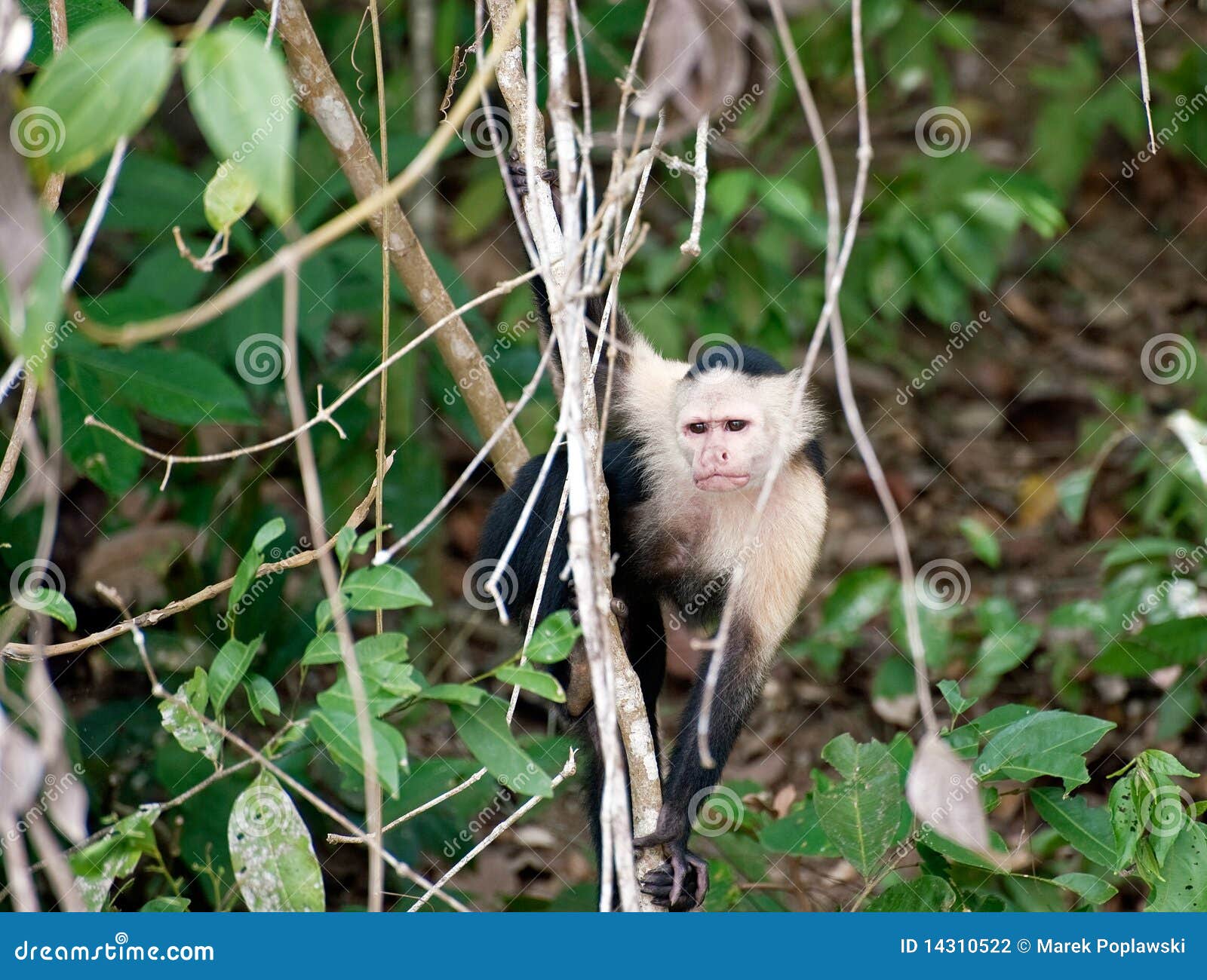 Young monkey stock photo. Image of wildlife, curious - 14310522