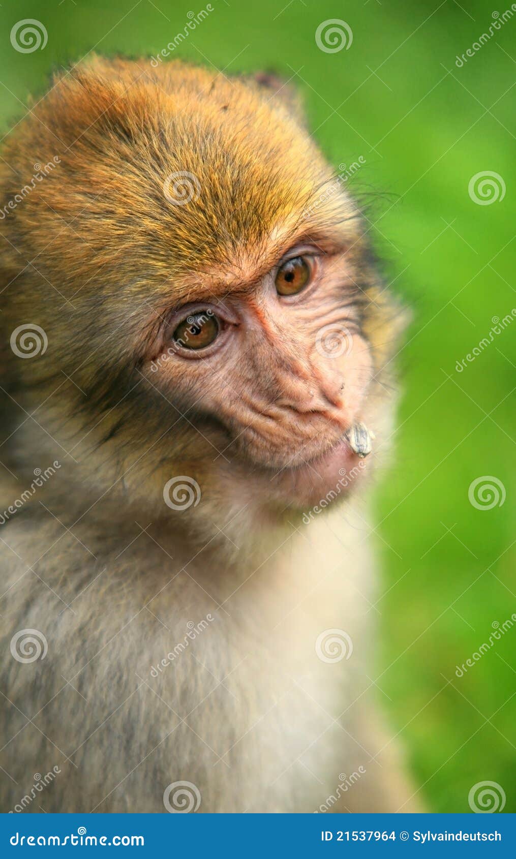 Young Monkey stock photo. Image of expression, black - 21537964