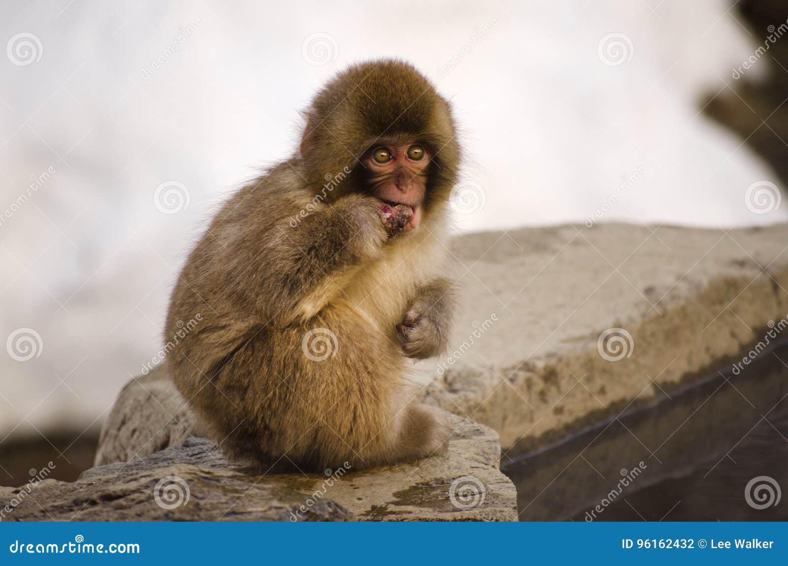 Young Monkey Chewing on a Stick Stock Photo - Image of asia, small ...