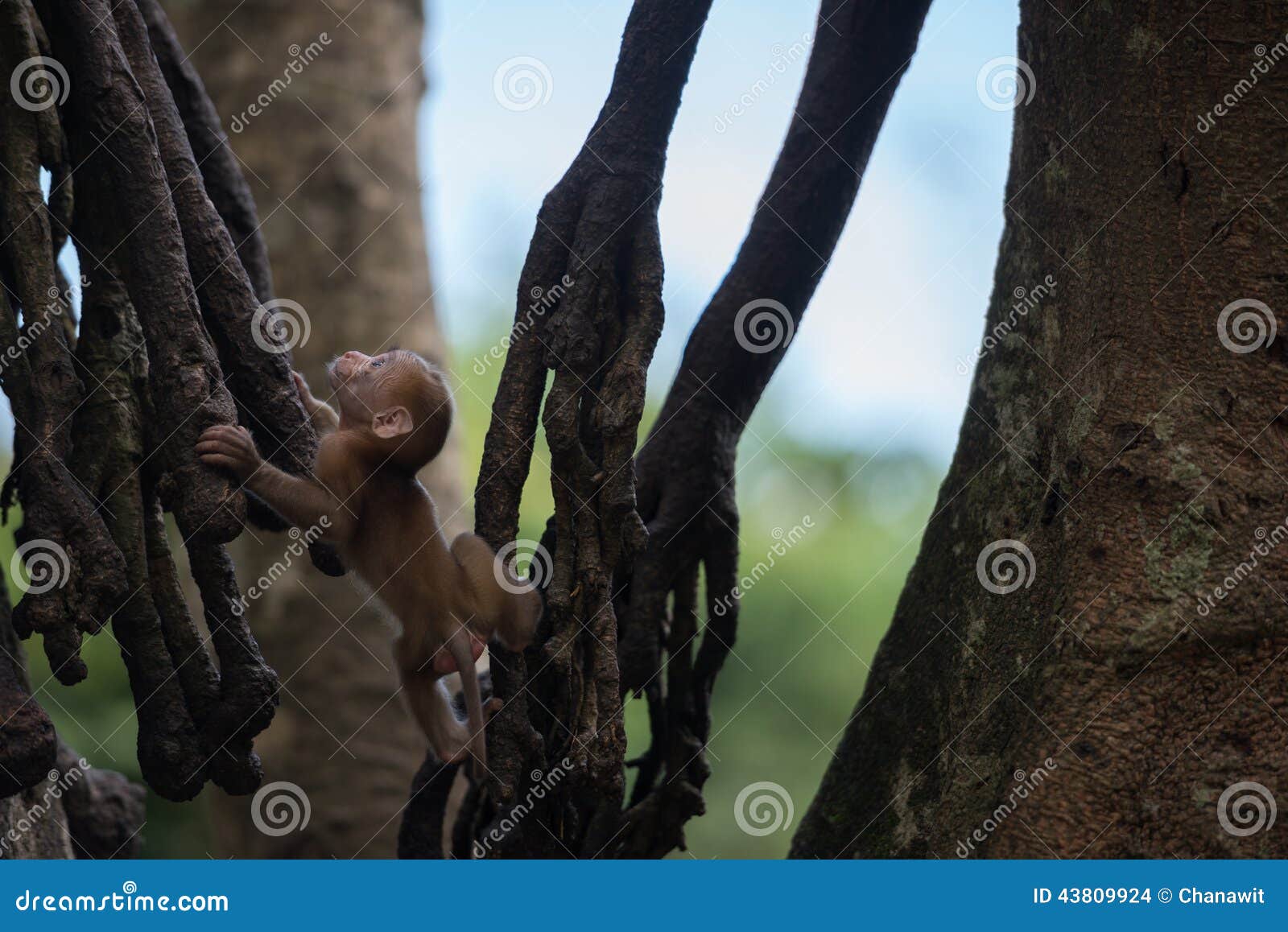 Young Monkey Climb the Tree Stock Photo - Image of baby, female: 43809924