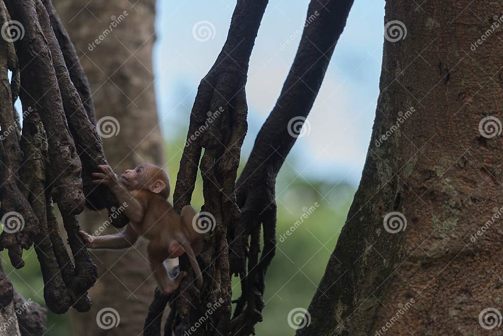 Young Monkey Climb the Tree Stock Photo - Image of tree, forest: 43809986