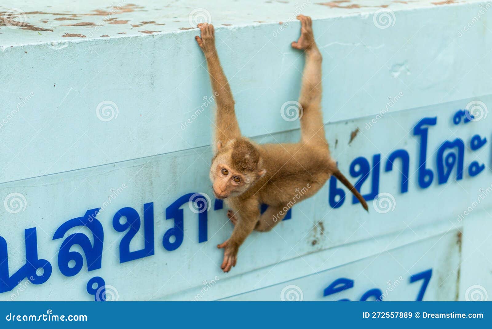 Young Monkey Climbing on Blue Structure Stock Image - Image of ...