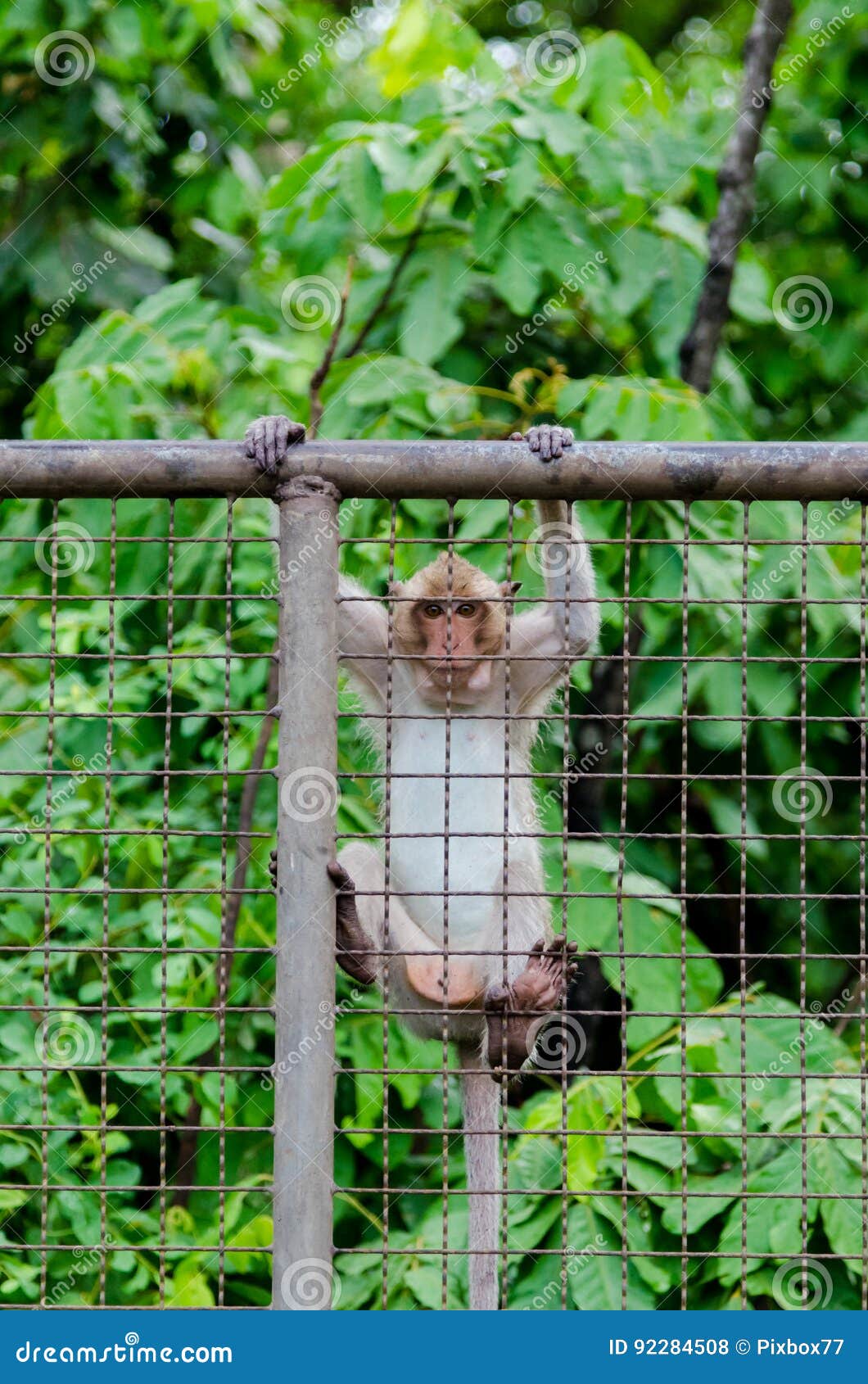 Young Monkey Climbing at Metal French Stock Photo - Image of french ...