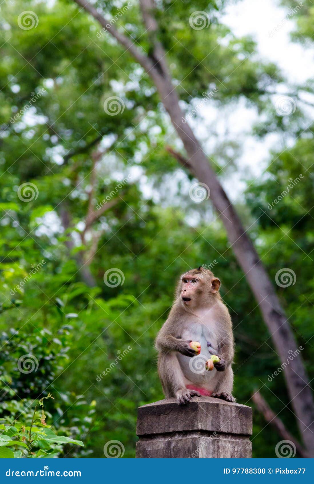 Young Monkey Climbing on Tree Stock Photo - Image of tree, thailand ...