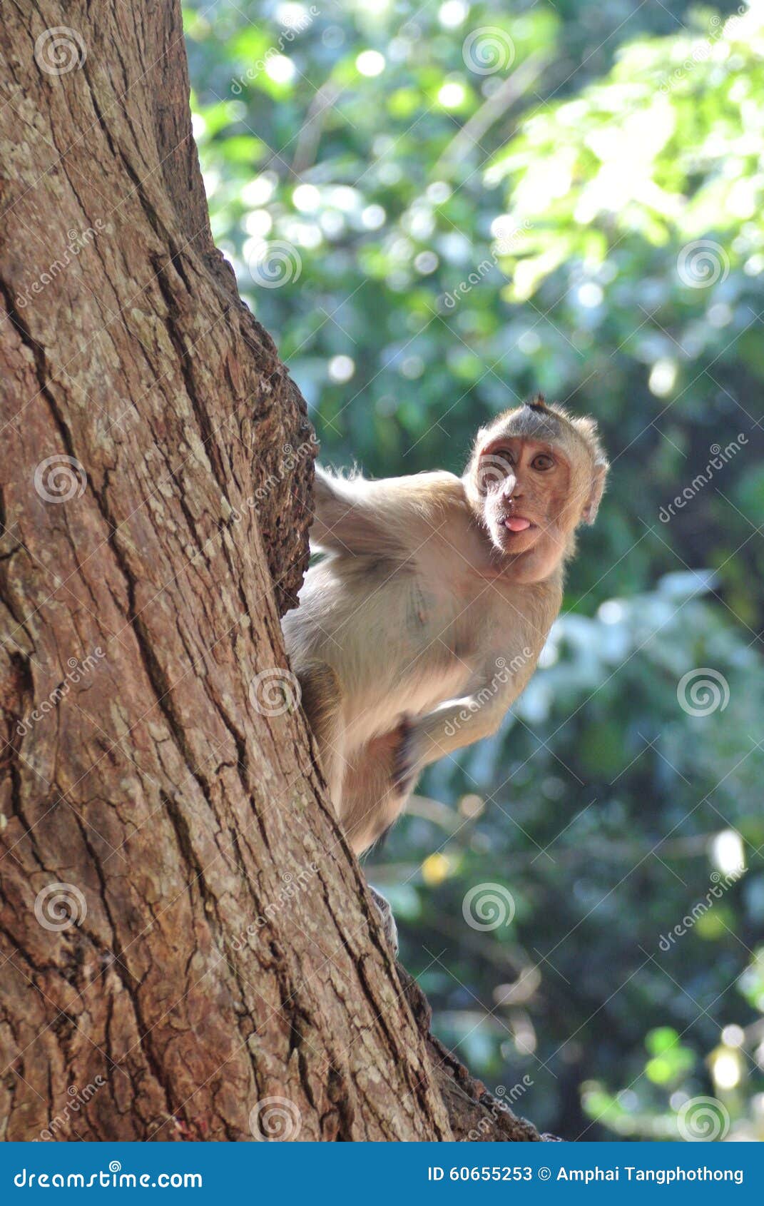 Young Monkey Climbing on the Tree Stock Image - Image of funny, animal ...