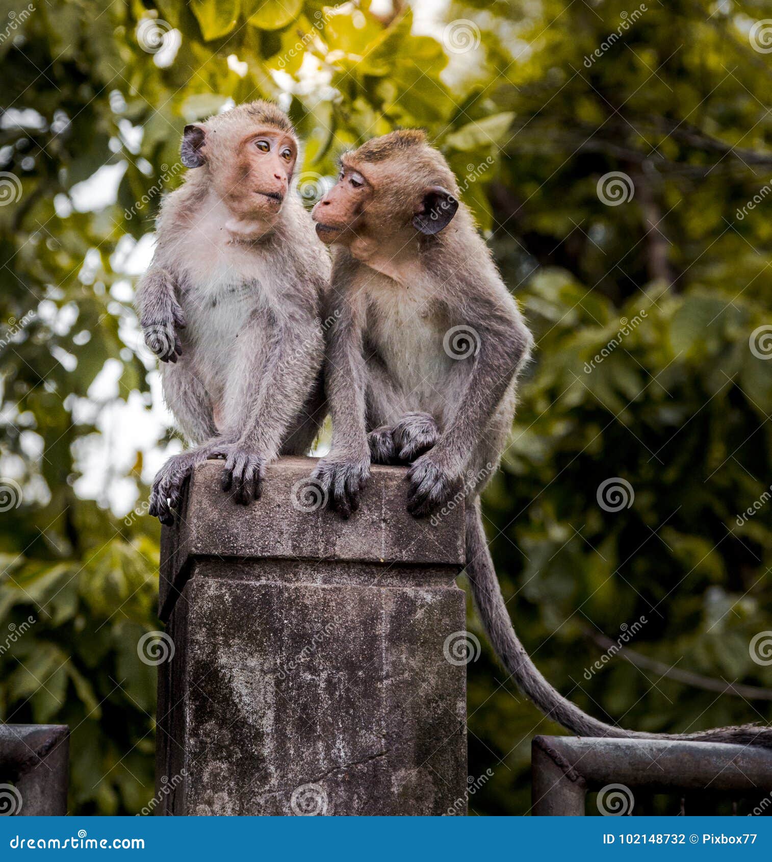 Funny Young Monkey Climbing on Wall Stock Photo - Image of column ...