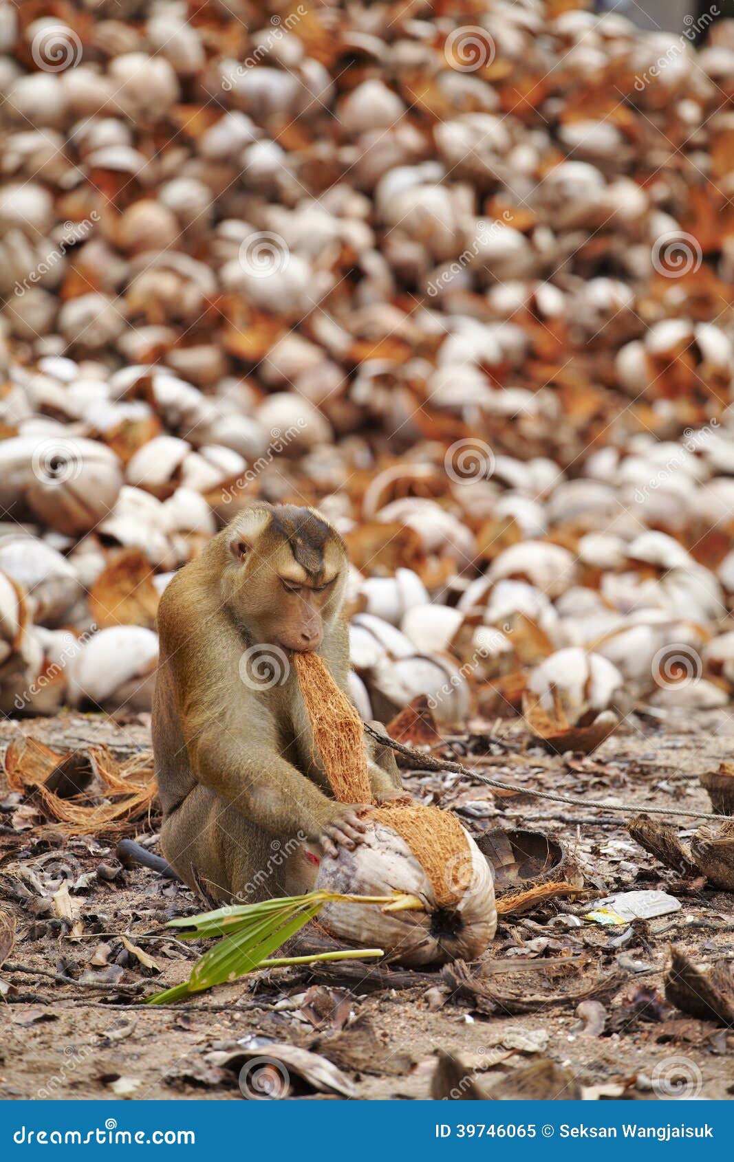 Young monkey and coconut stock image. Image of healthy - 39746065