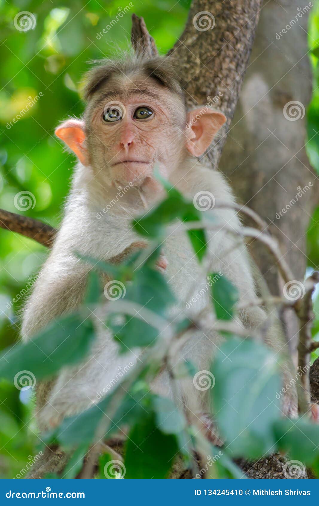 Young Monkey in Deep Thoughts Stock Photo - Image of gesture, mammal ...