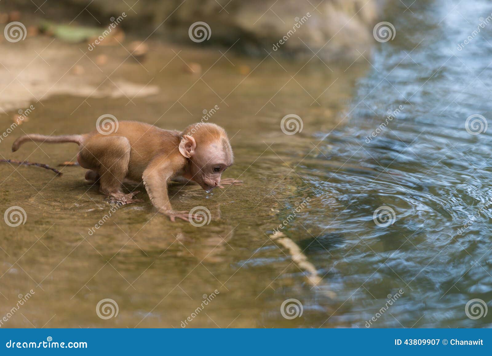 Young monkey drink water stock image. Image of cloud - 43809907