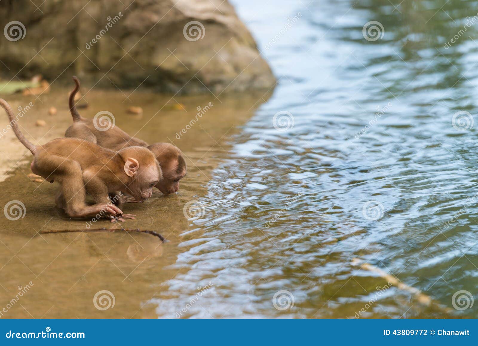 Young monkey drink water stock photo. Image of sitting - 43809772