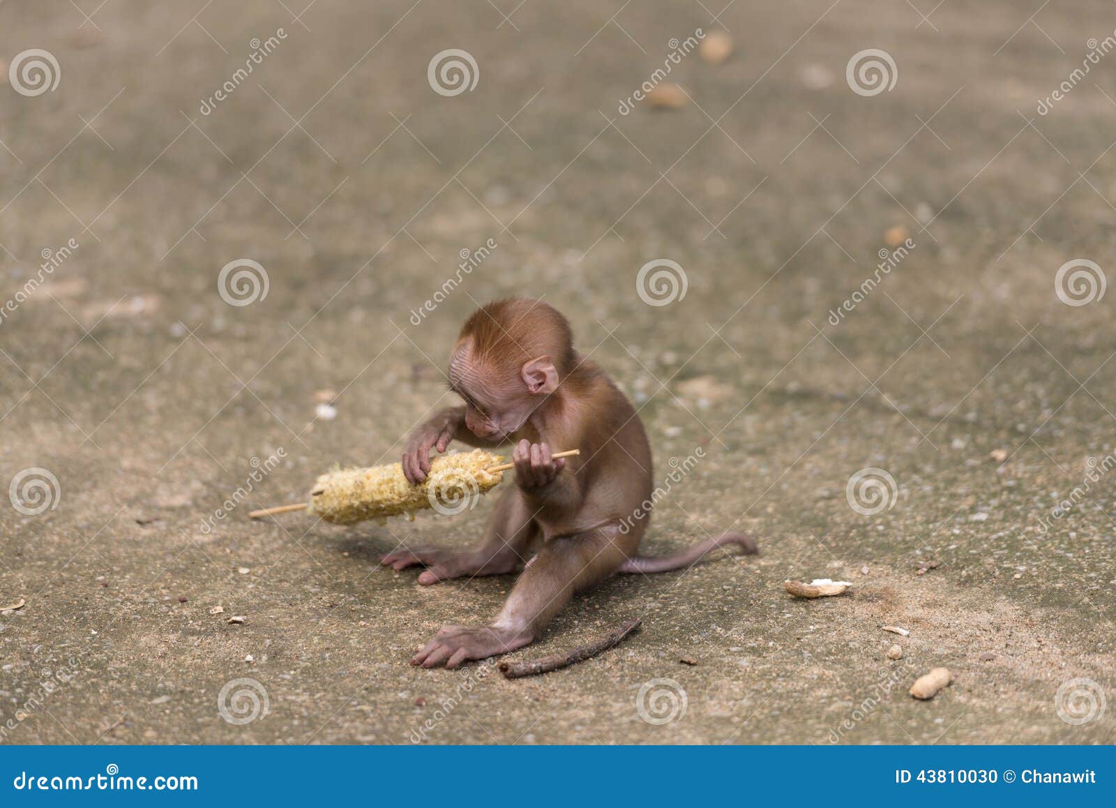 Young monkey eat corn stock photo. Image of baby, thailand - 43810030