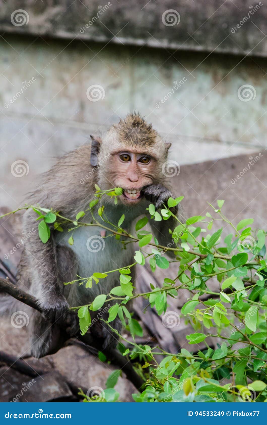 Young monkey eating leaf stock image. Image of wildlife - 94533249