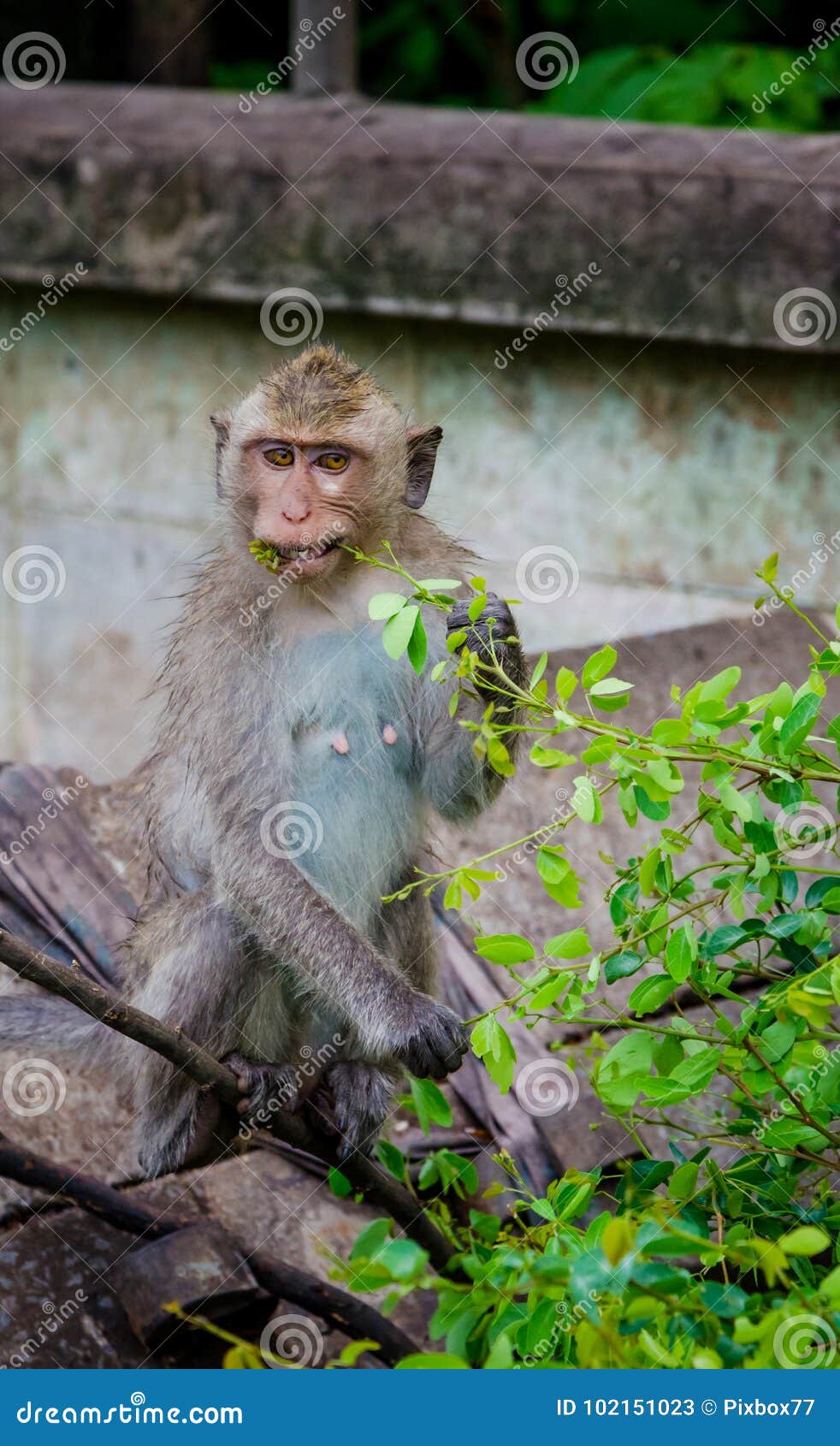 Young monkey eating leaf stock image. Image of jungle - 102151023