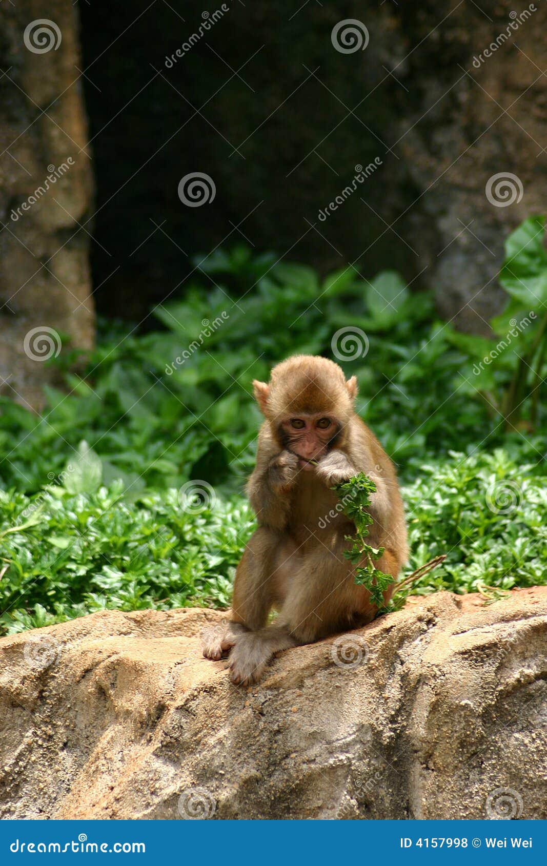 Young monkey eating plant stock photo. Image of details - 4157998