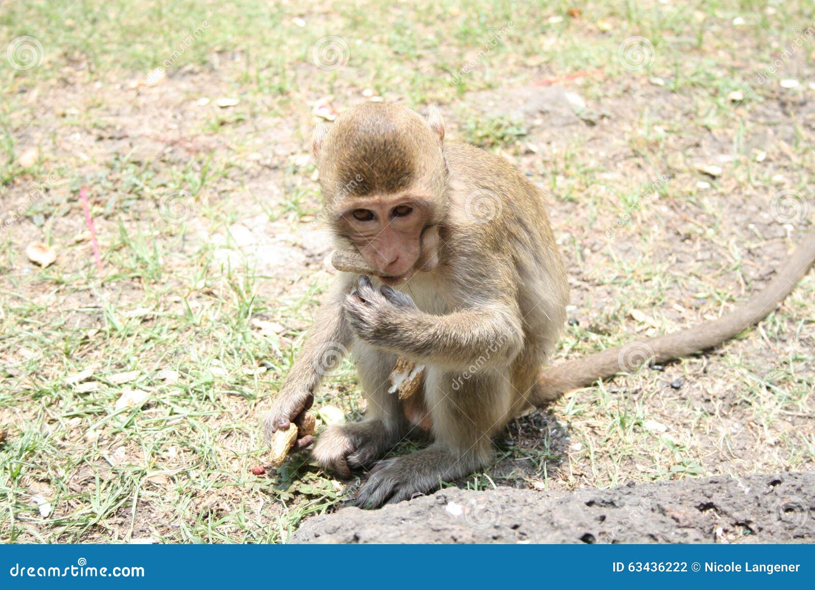 Young monkey stock photo. Image of horde, apes, primate - 63436222