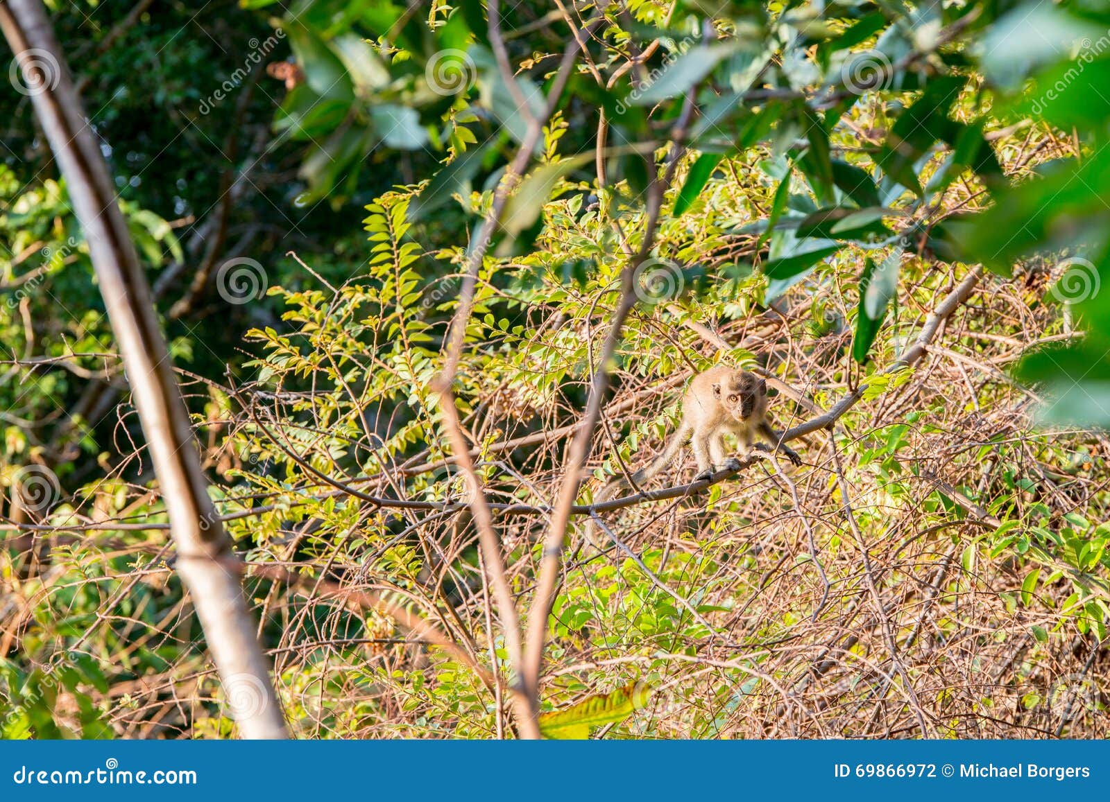 Young Monkey Hiding in the Forest Stock Photo - Image of hiding ...