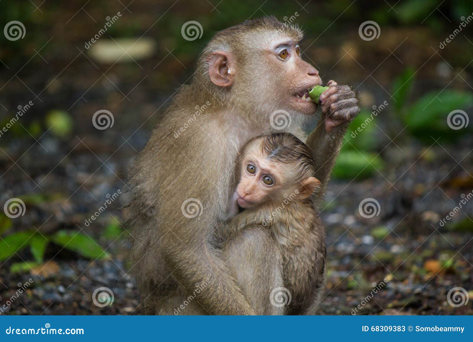 Young monkey hugging stock image. Image of jungle, head - 68309383