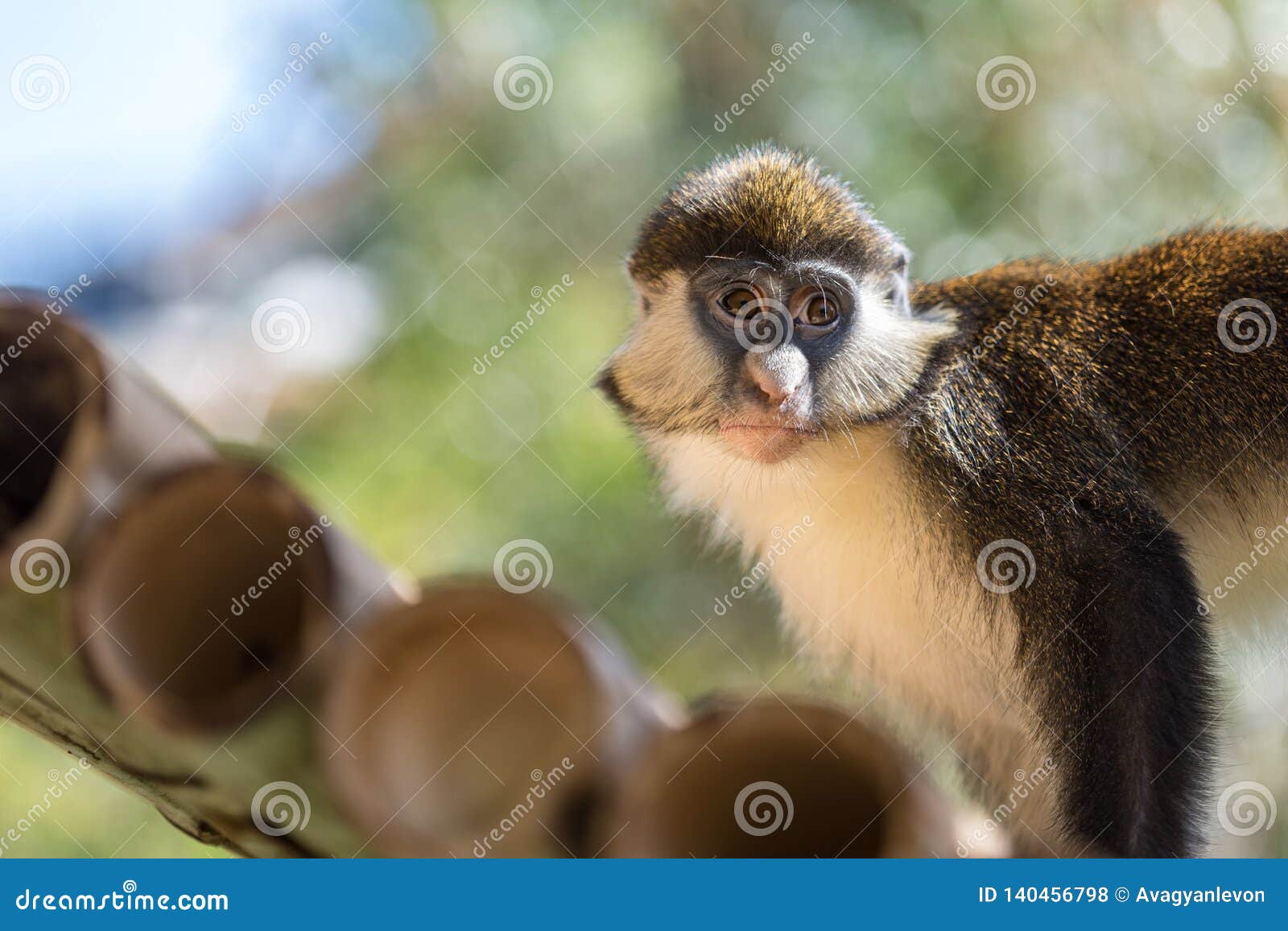 Ape Monkey stock photo. Image of eyes, fauna, primate - 140456798