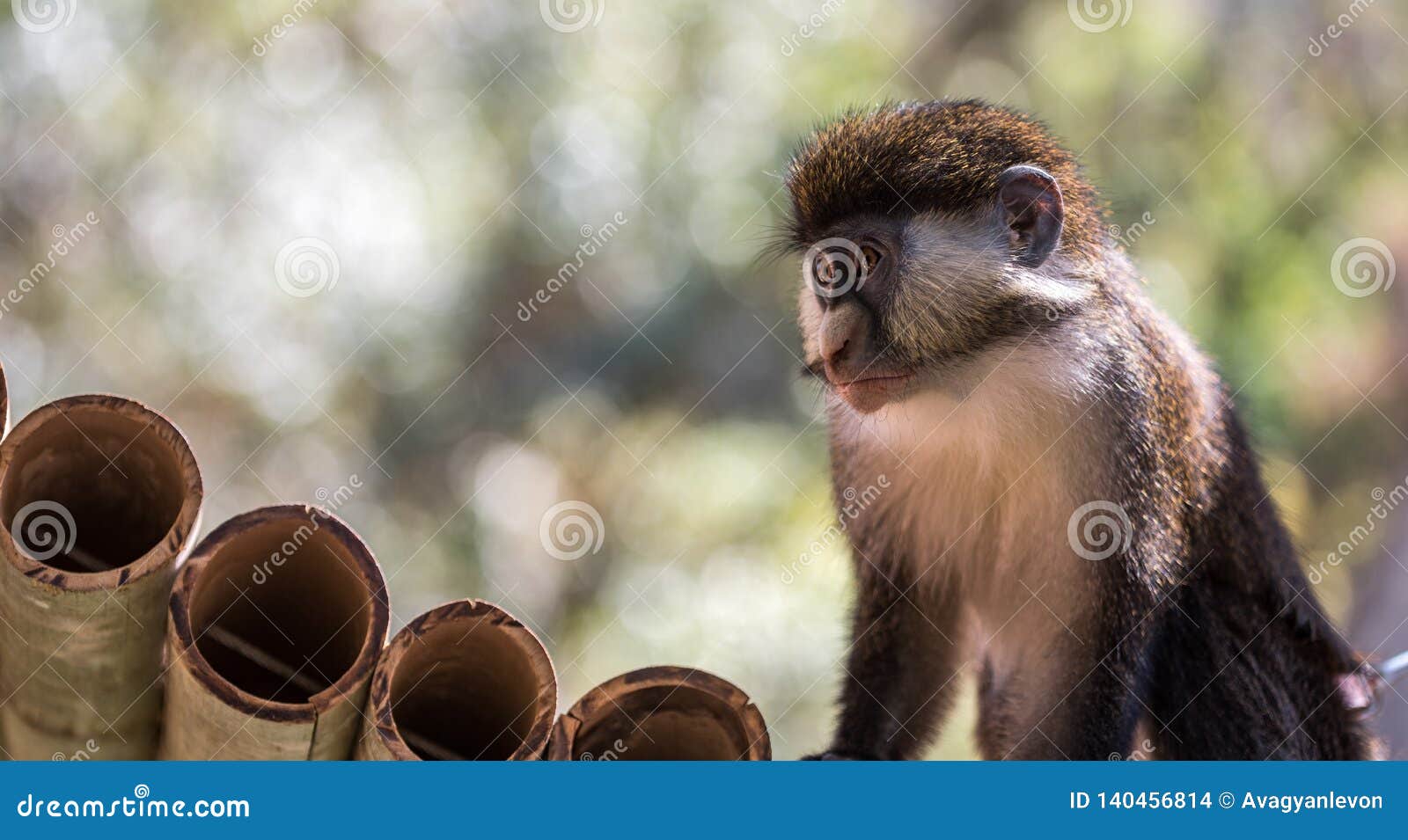 Ape Monkey stock photo. Image of young, mammal, face - 140456814