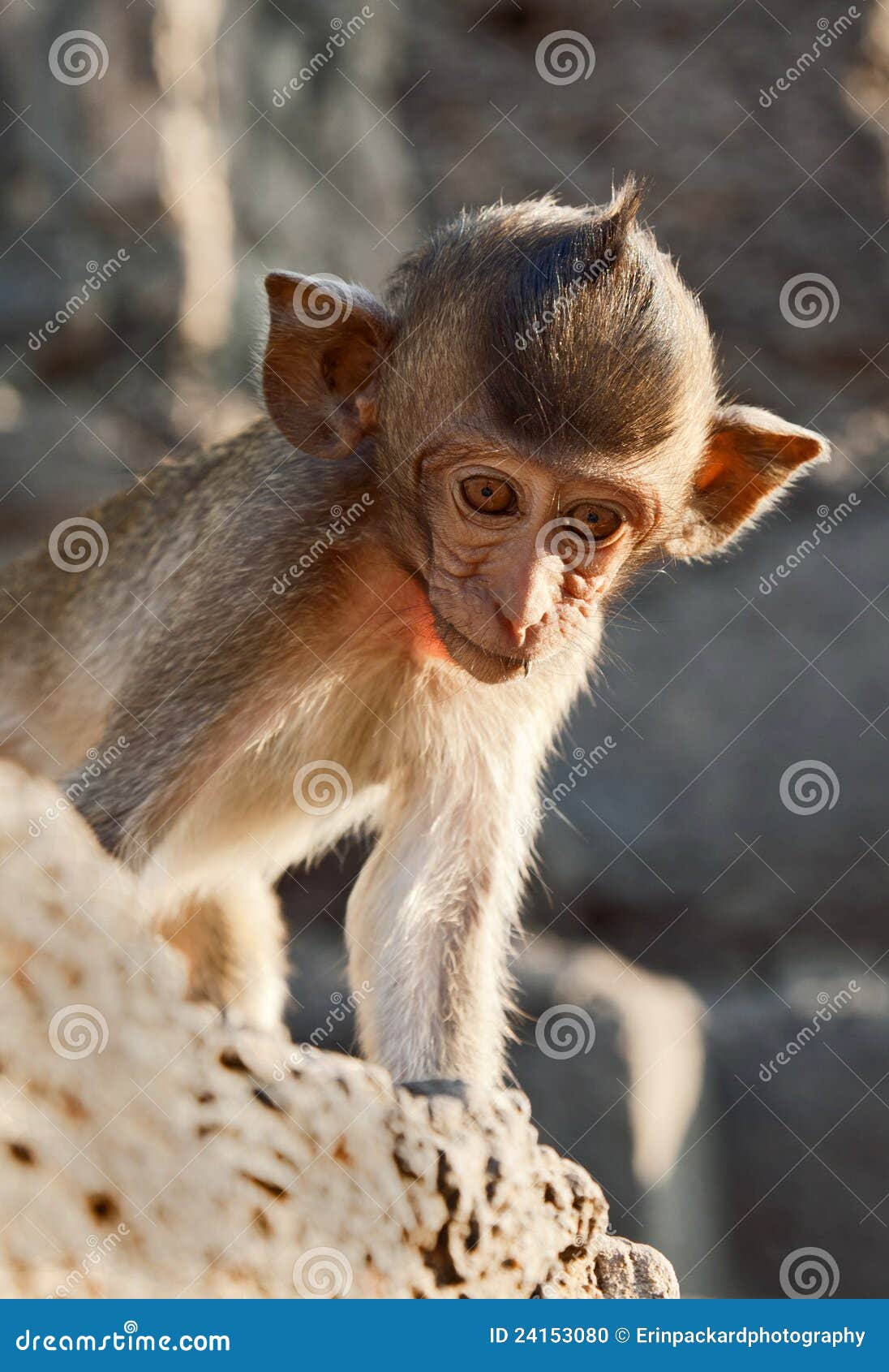 Young Monkey Looking Down stock photo. Image of looks - 24153080