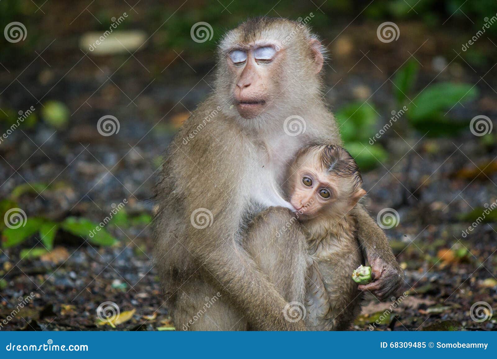 Young monkey and mom stock image. Image of macaque, milk - 68309485