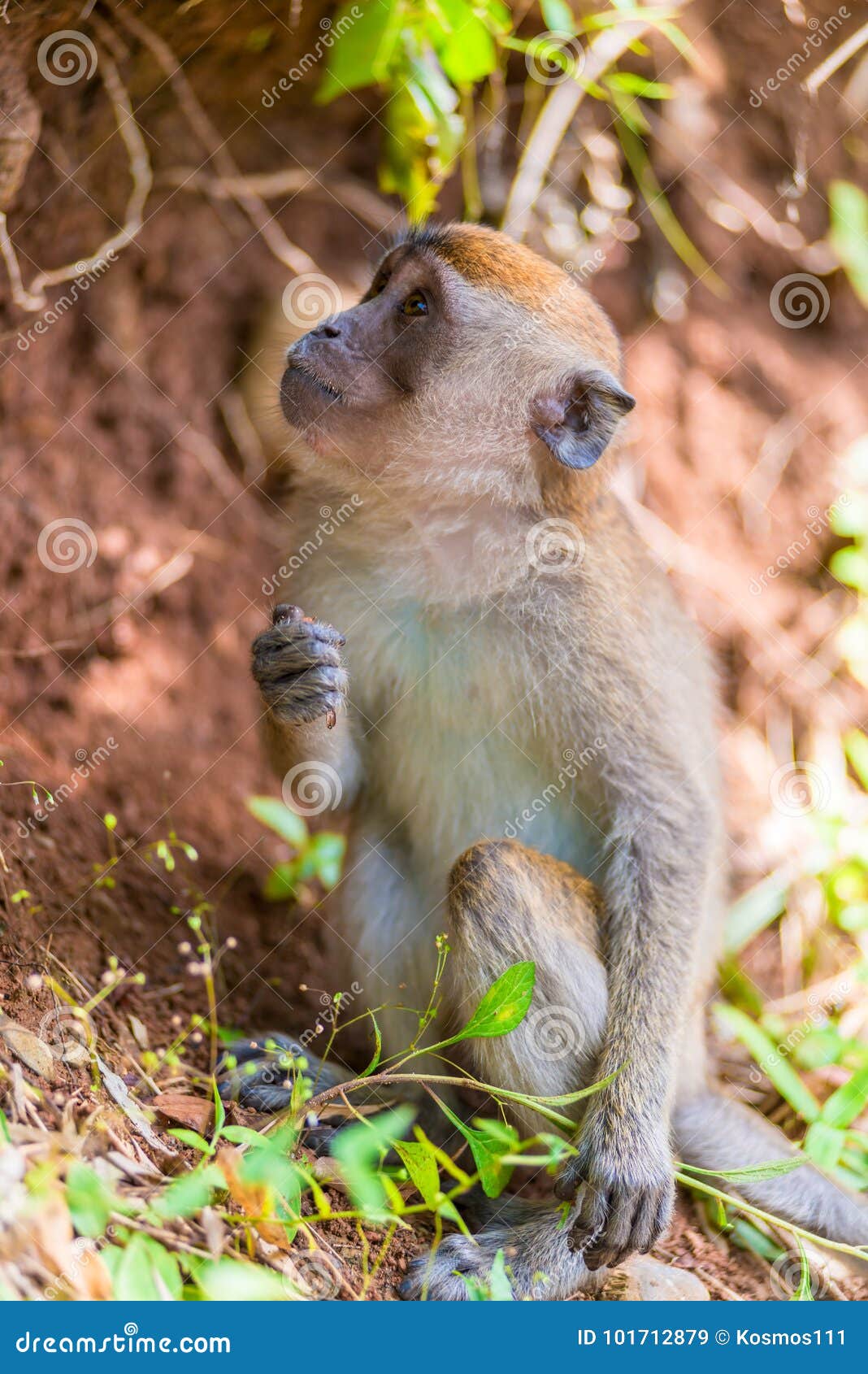 Young monkey near the tree stock image. Image of portrait - 101712879