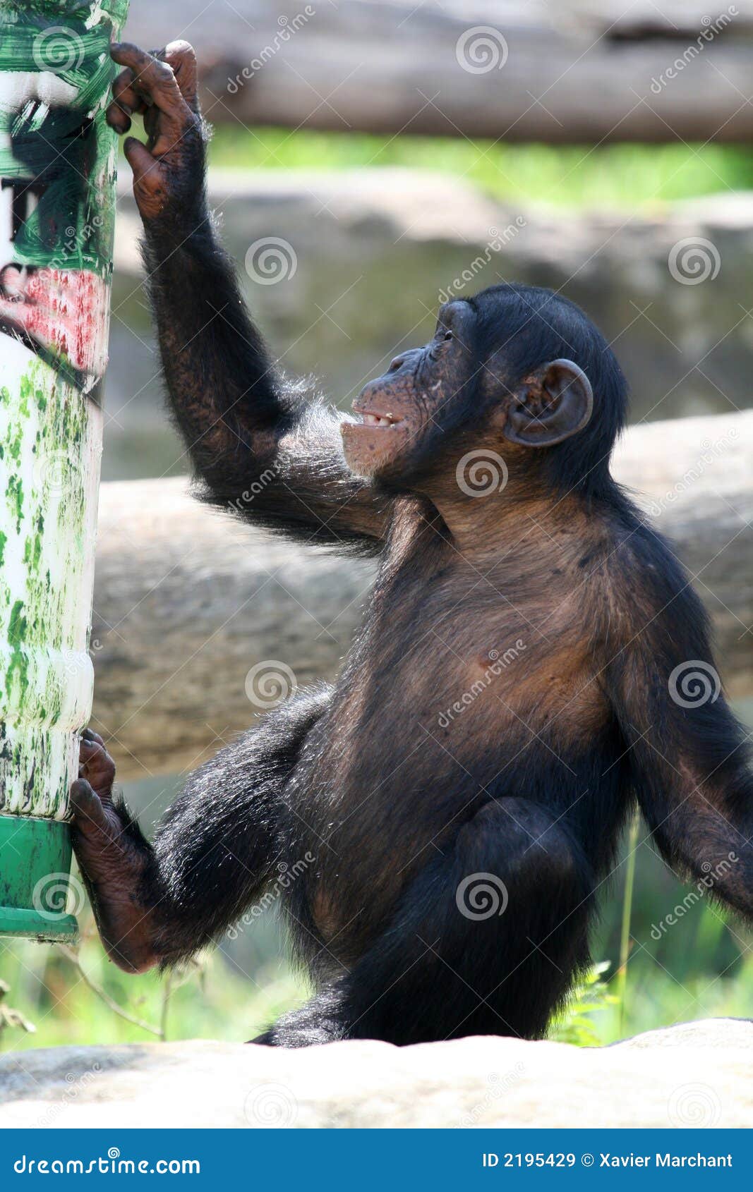 Young monkey playing stock image. Image of playing, animal - 2195429