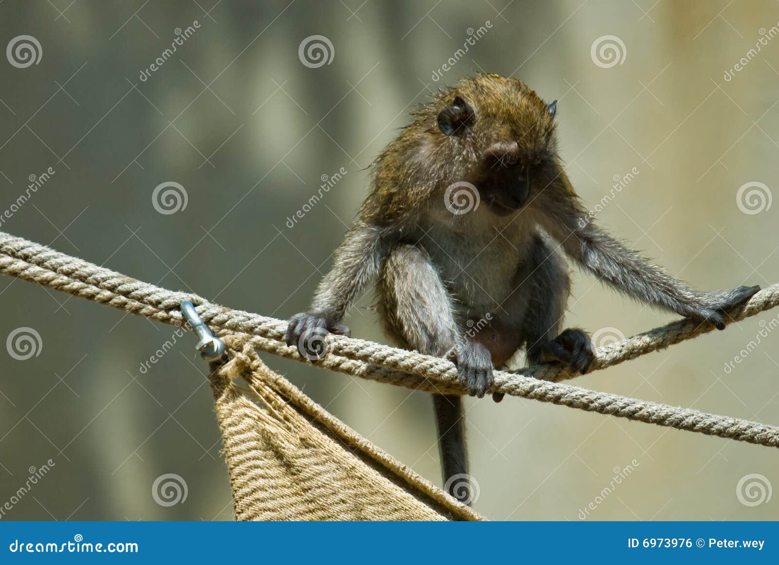 Young monkey on a rope stock photo. Image of monkey, looking - 6973976