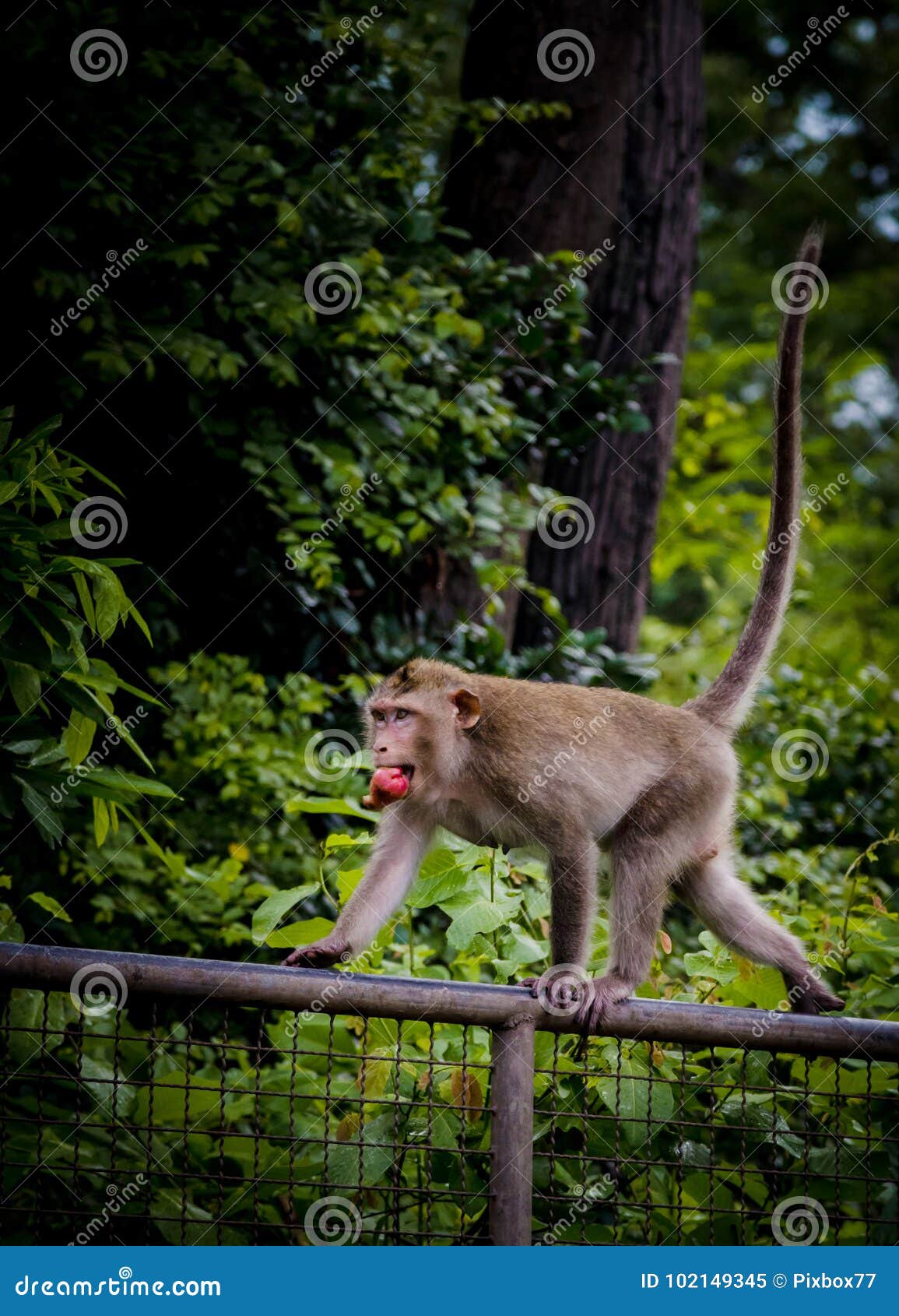 Young Monkey Climbing on Wall Stock Image - Image of forest, eating ...