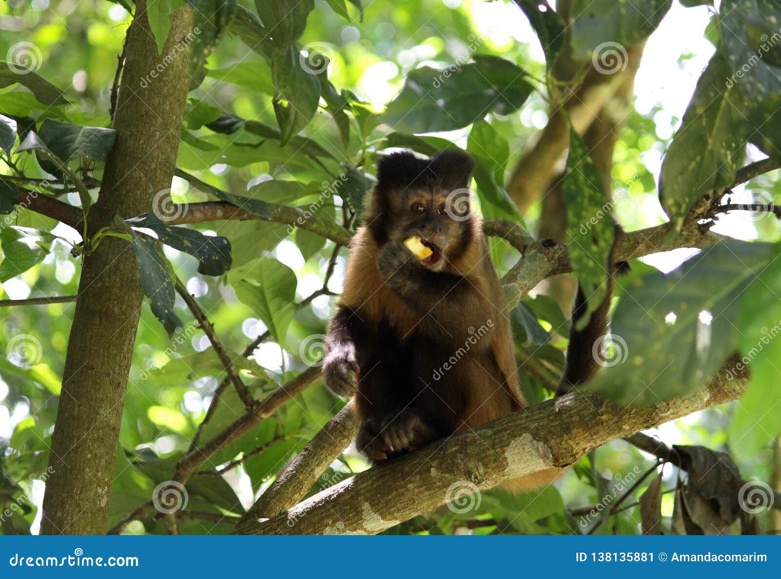 Capuchin Monkey Eating Apple Stock Image - Image of simia, cebus: 138135881