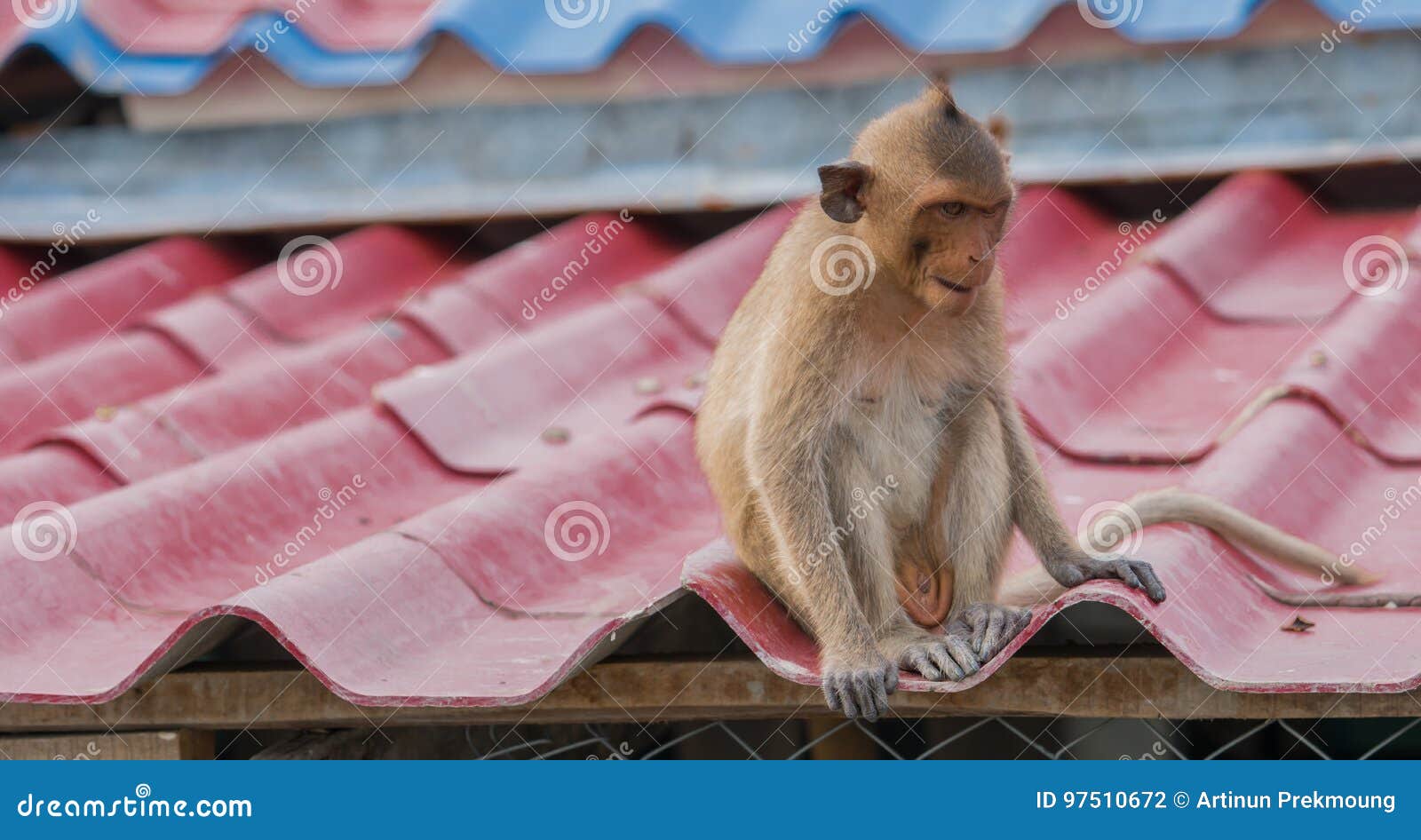 The Young Monkey Sits Alone on the Roof of the House Stock Photo ...