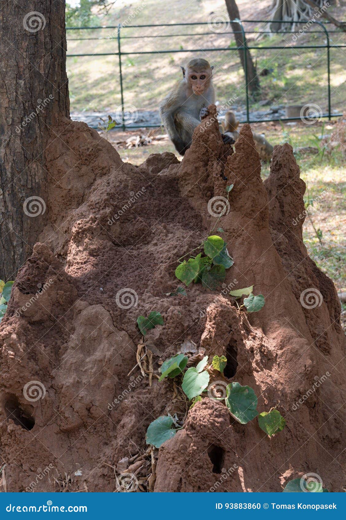 A Young Monkey Sits on the Termite Nest. Stock Photo - Image of ...