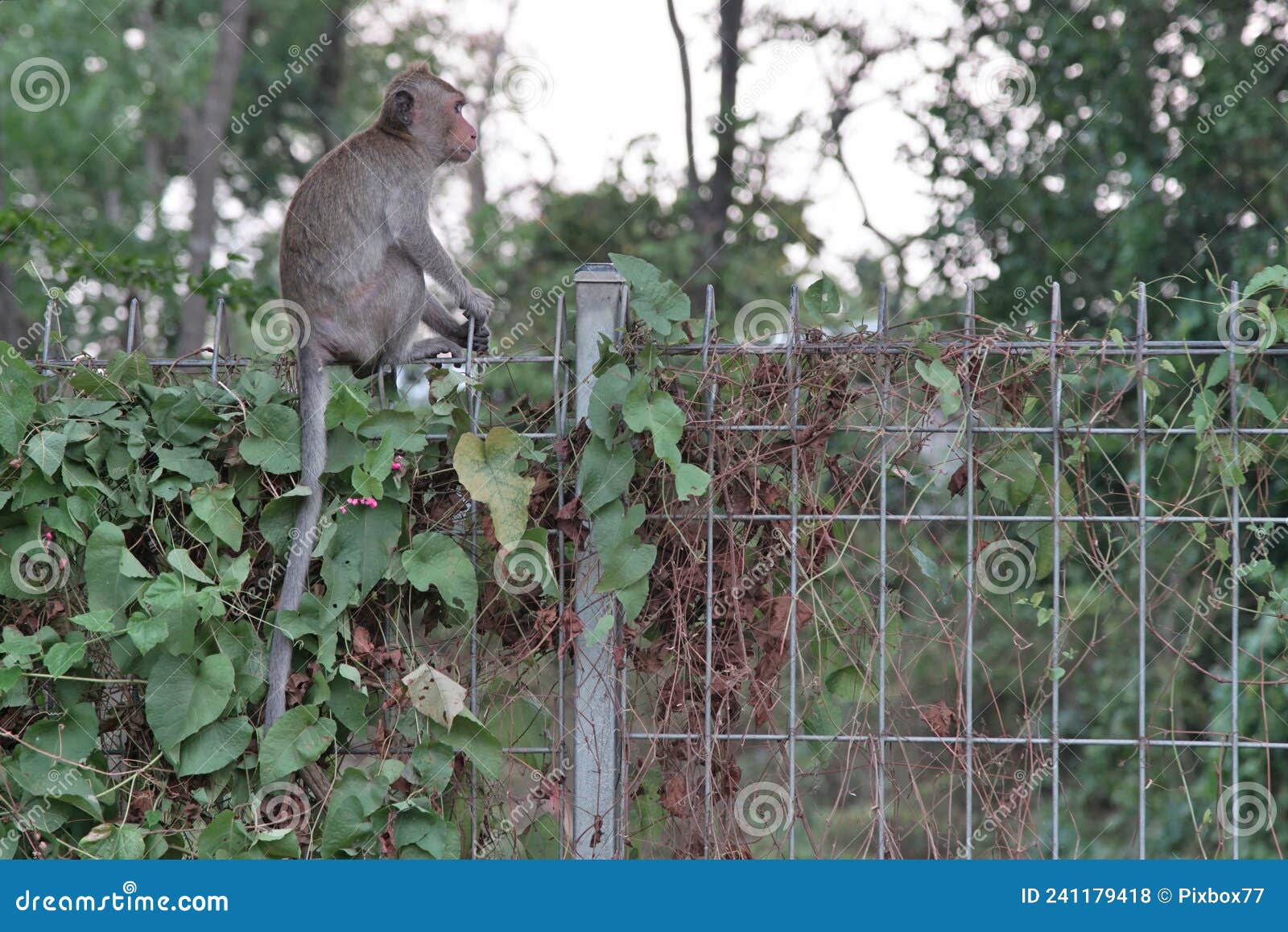 Young Monkey Sitting at Fence Stock Photo - Image of primate, mammal ...