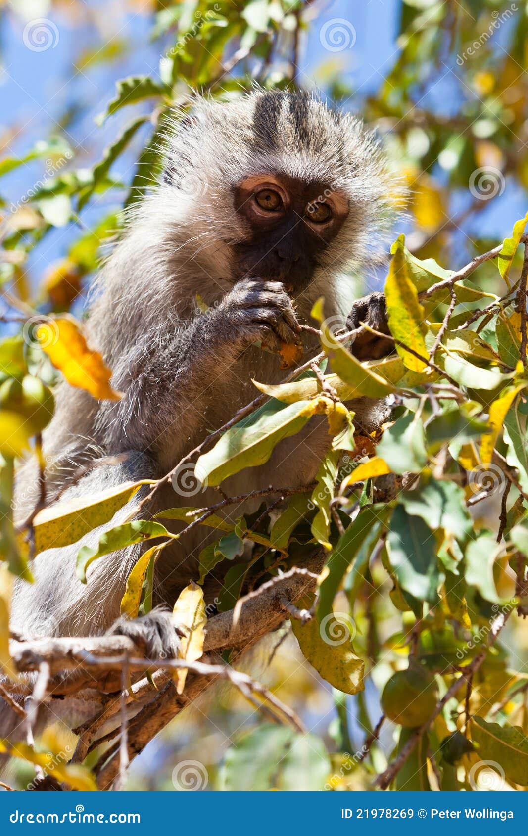 Young Monkey Sitting in a Tree Stock Image - Image of feeding, tree ...