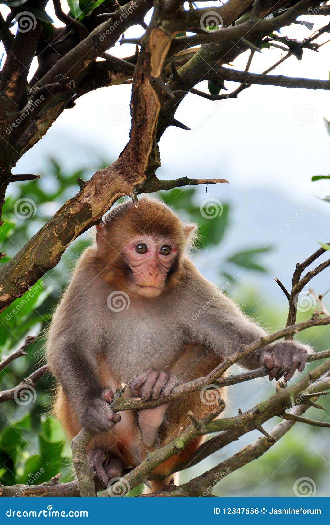 Young Monkey on the tree stock photo. Image of monkeys - 12347636