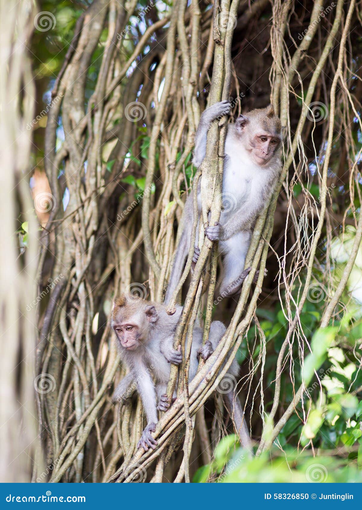 Young Monkeys Sit On The Background Of Mountains And Rainforest Royalty ...